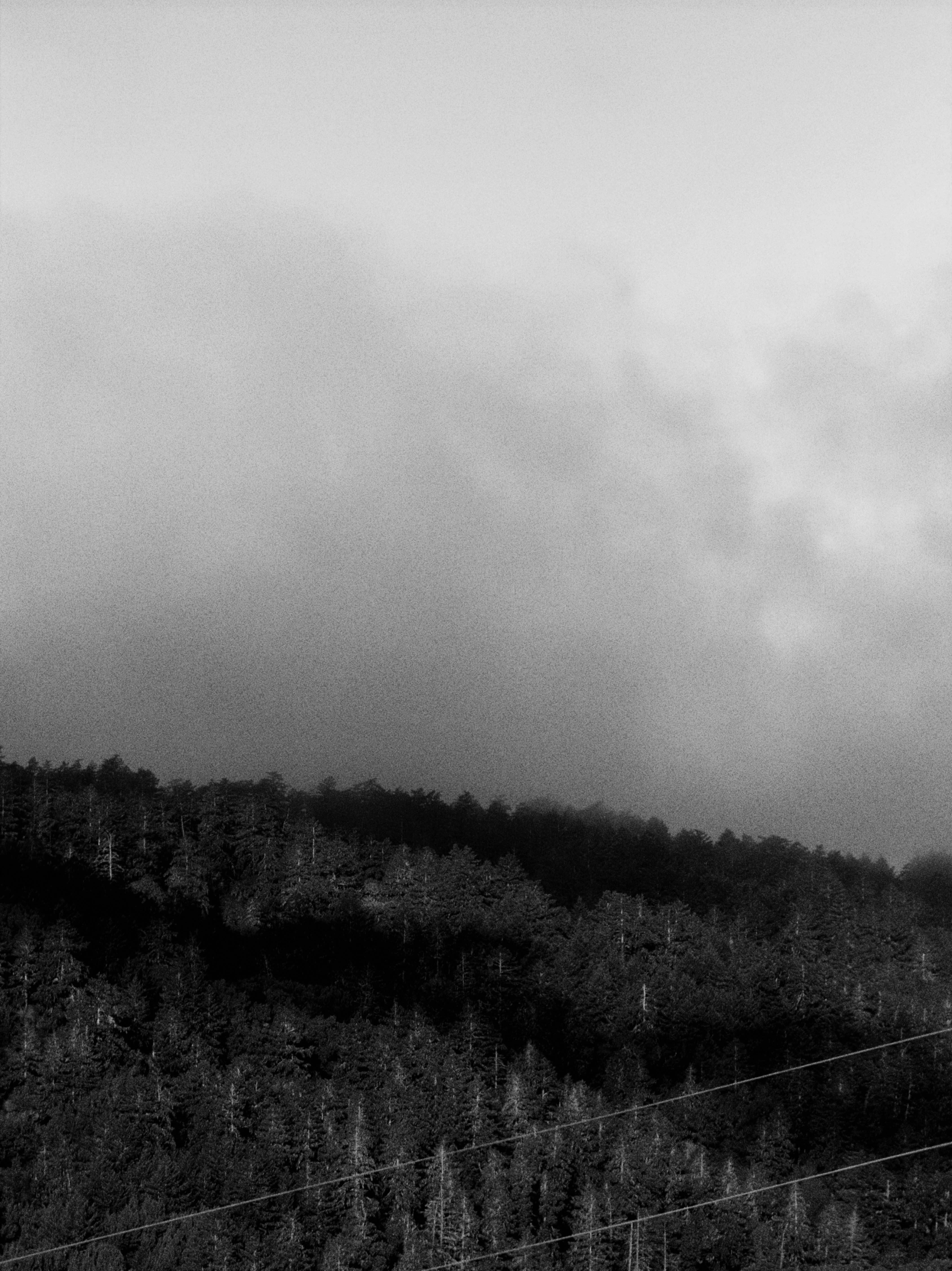 Low-Cloud Ridge: Monochrome Timberline Under Overcast Sky