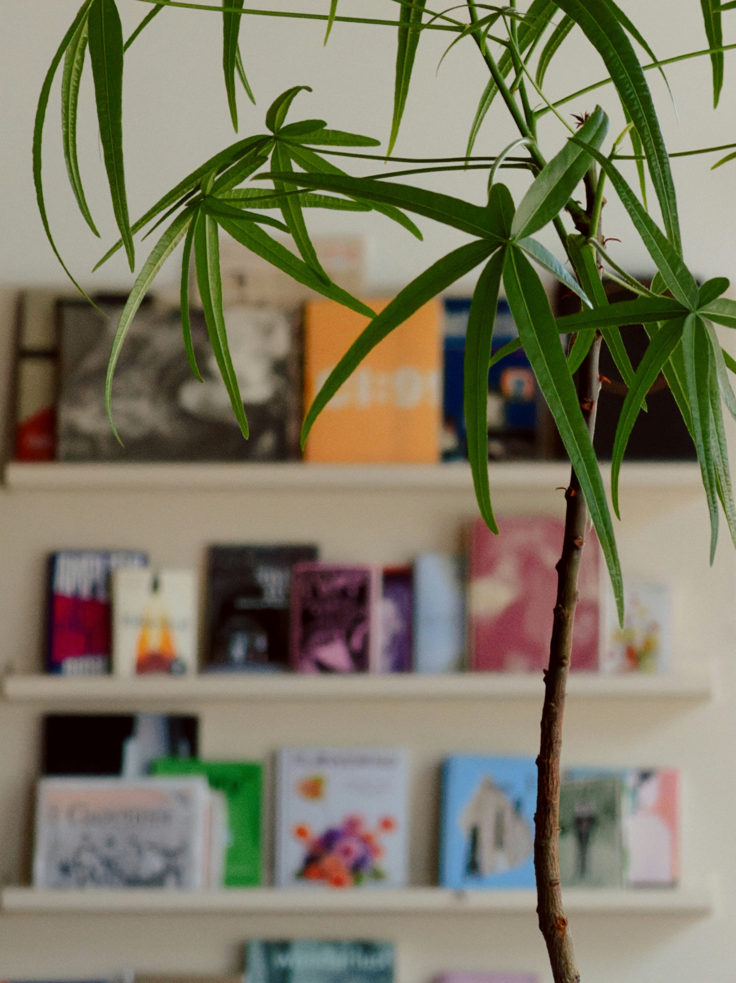 Emerald Stem in a Quiet Library Garden