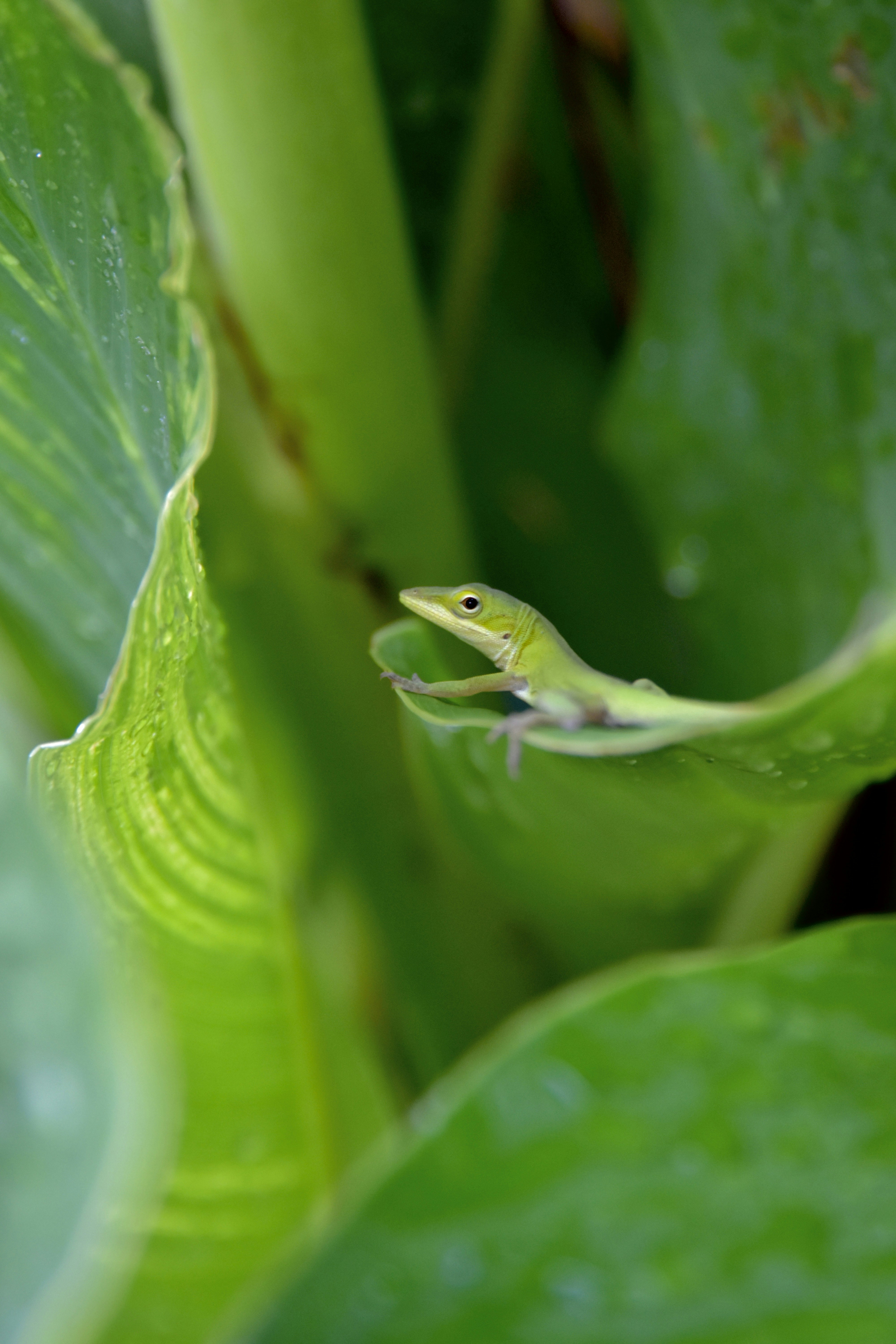 Small green anole perched along a bright leaf edge in a lush plant environment, captured with shallow depth emphasizing the reptile against soft green foliage.
