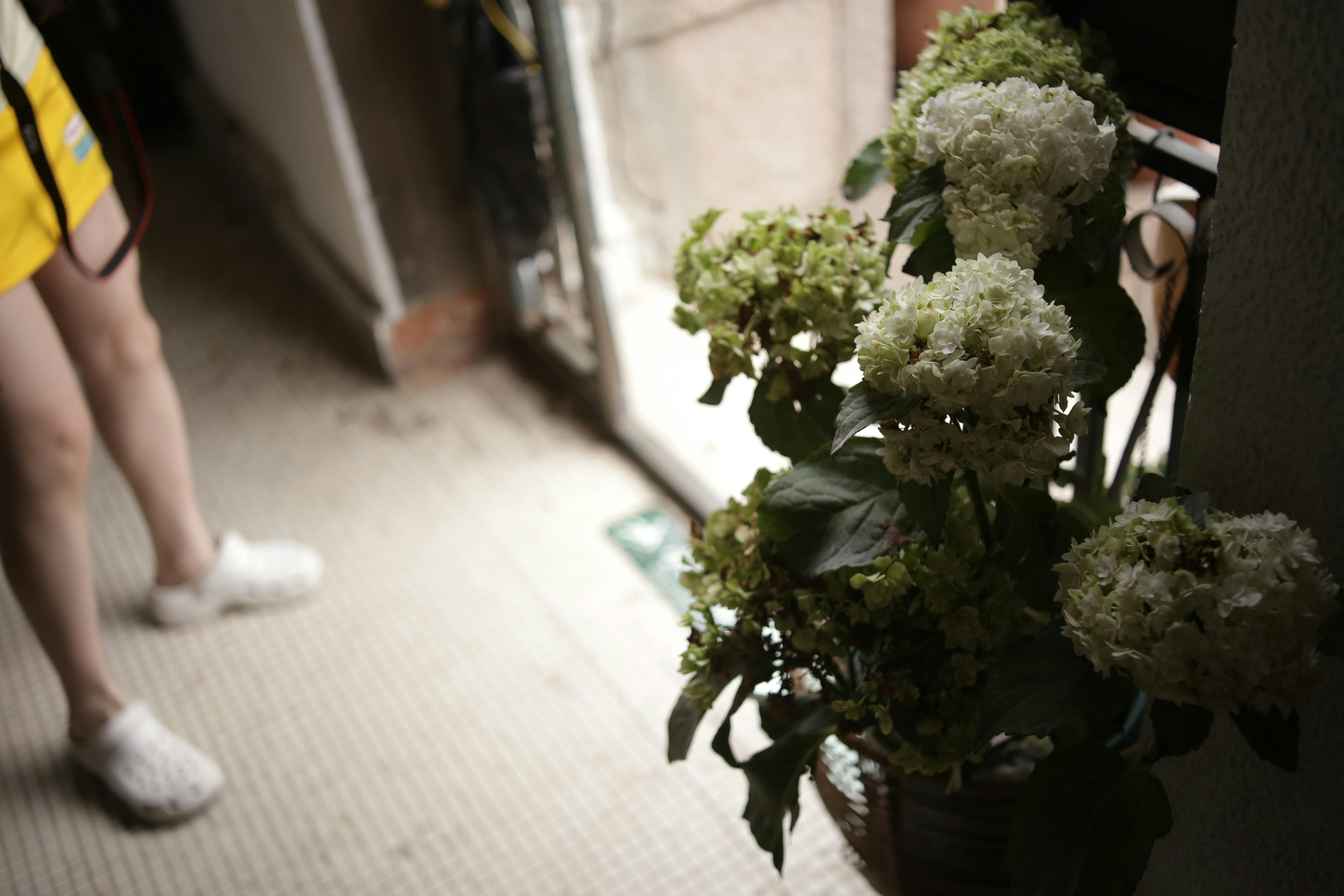 Hydrangea in Focus by the Balcony Door