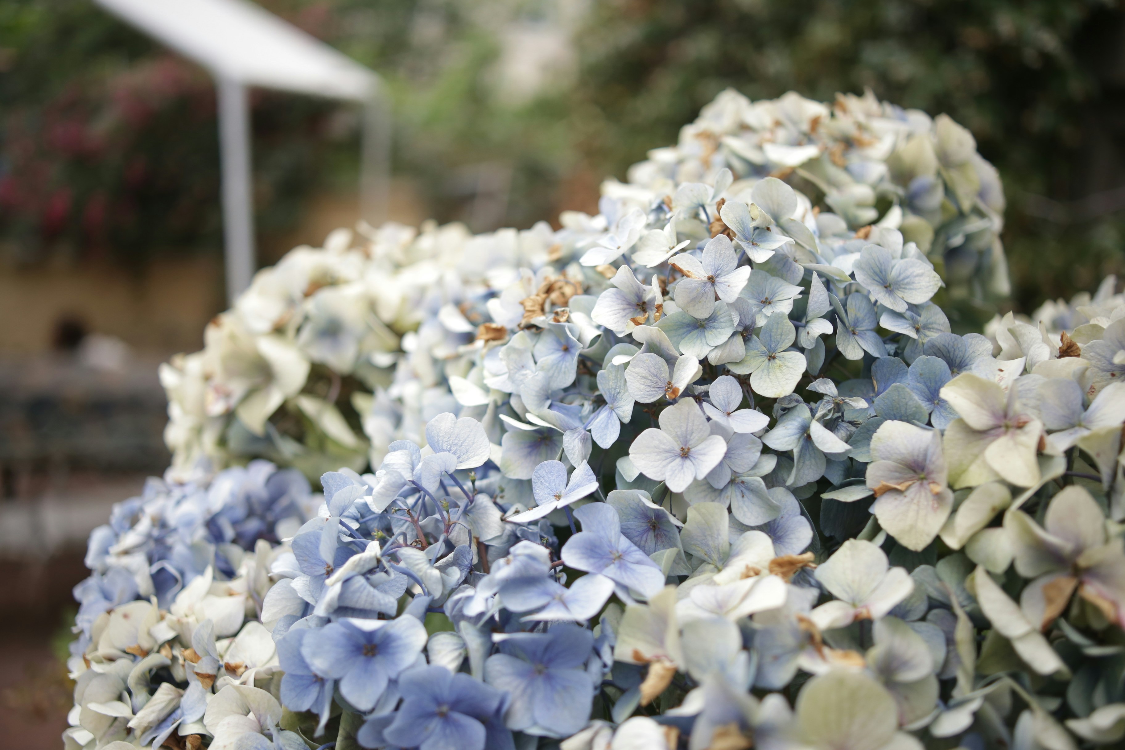 Pastel Hydrangea Cascade in Soft Focus Garden
