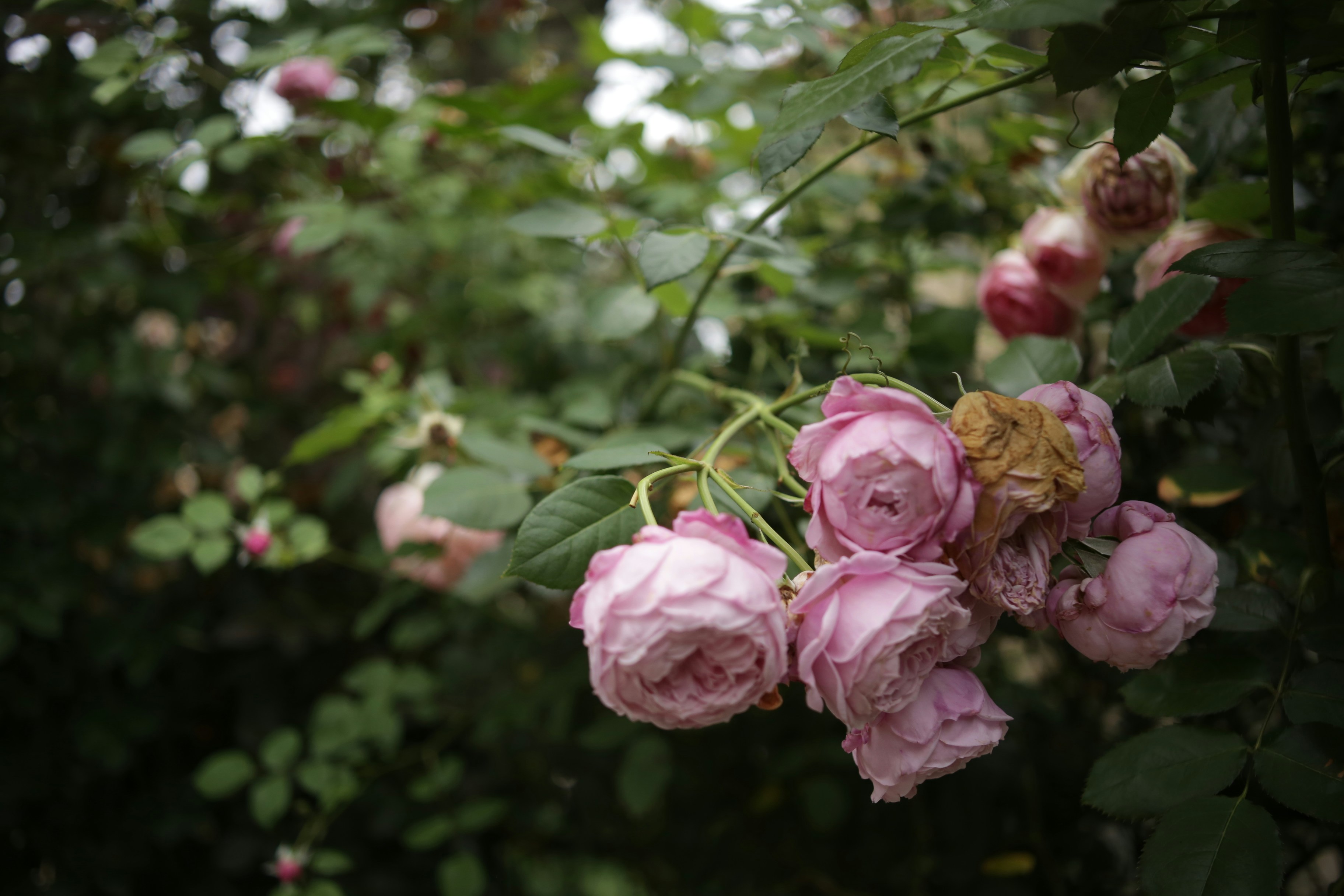 Pink Rose Cluster in Soft Focus Garden