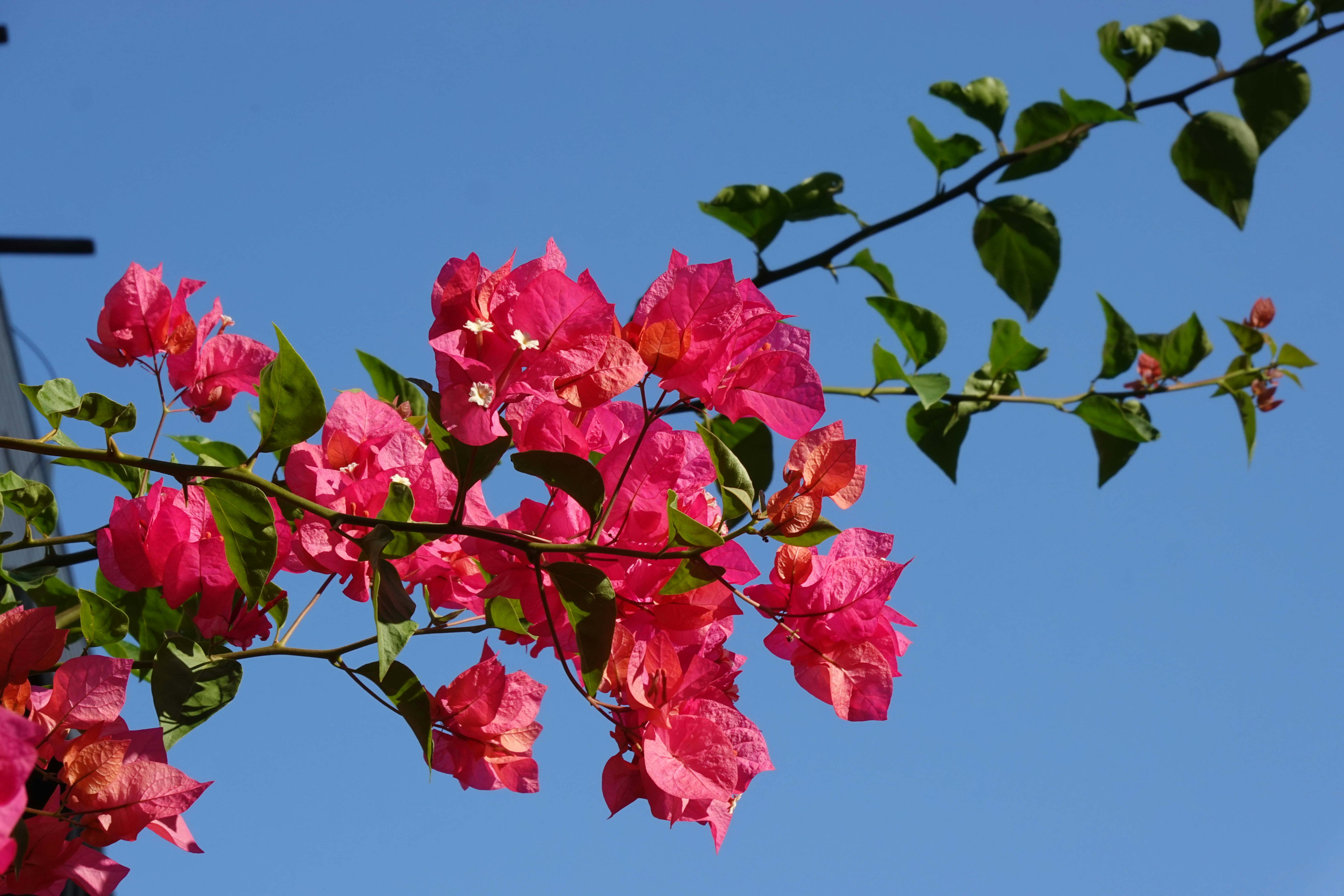 Bougainvillea Burst against a Clear Blue Sky