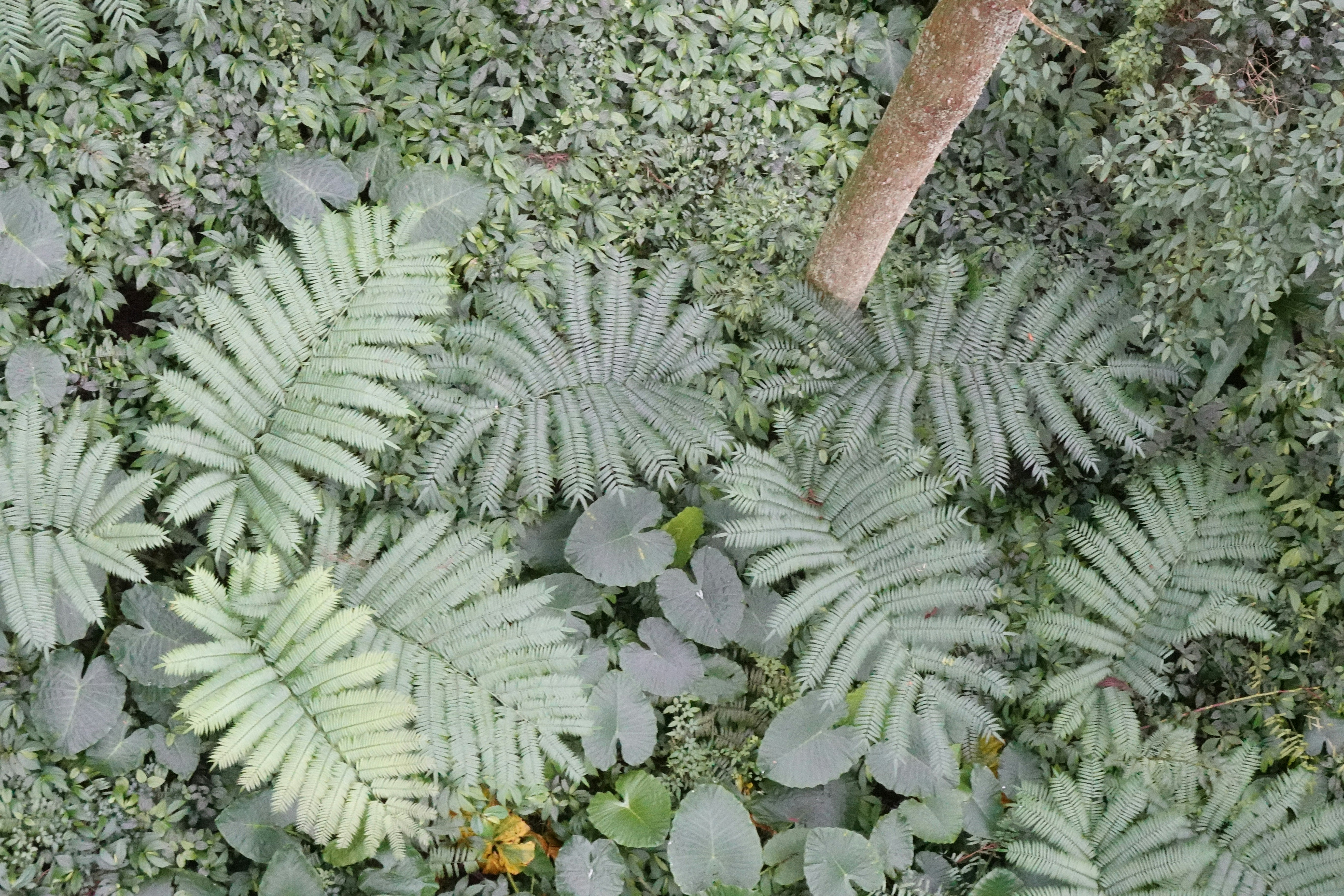 Fern Understory: Layered Fronds and Sparse Fern Canopy