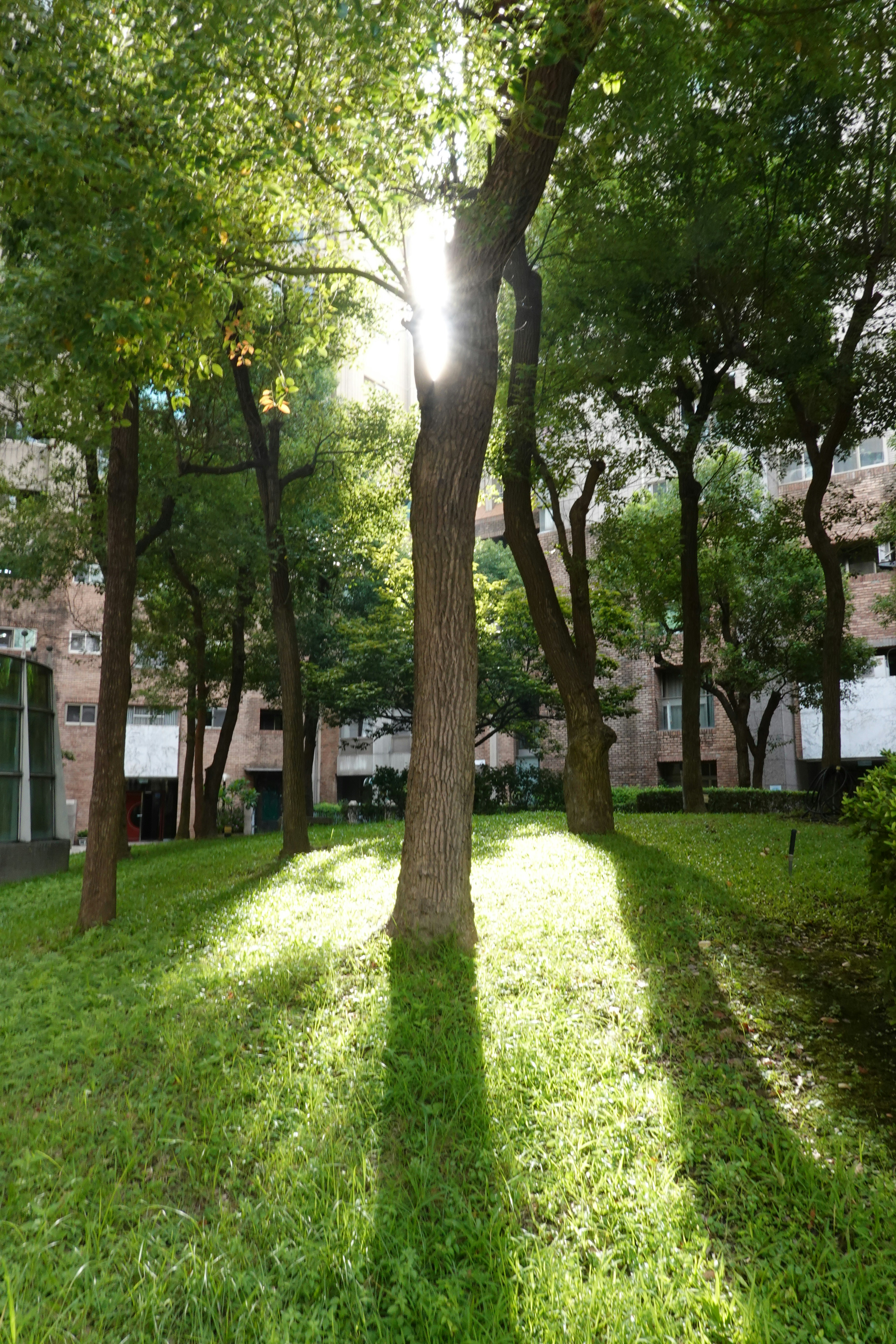 Sunlit Tree Trunk in a Quiet Campus Grove