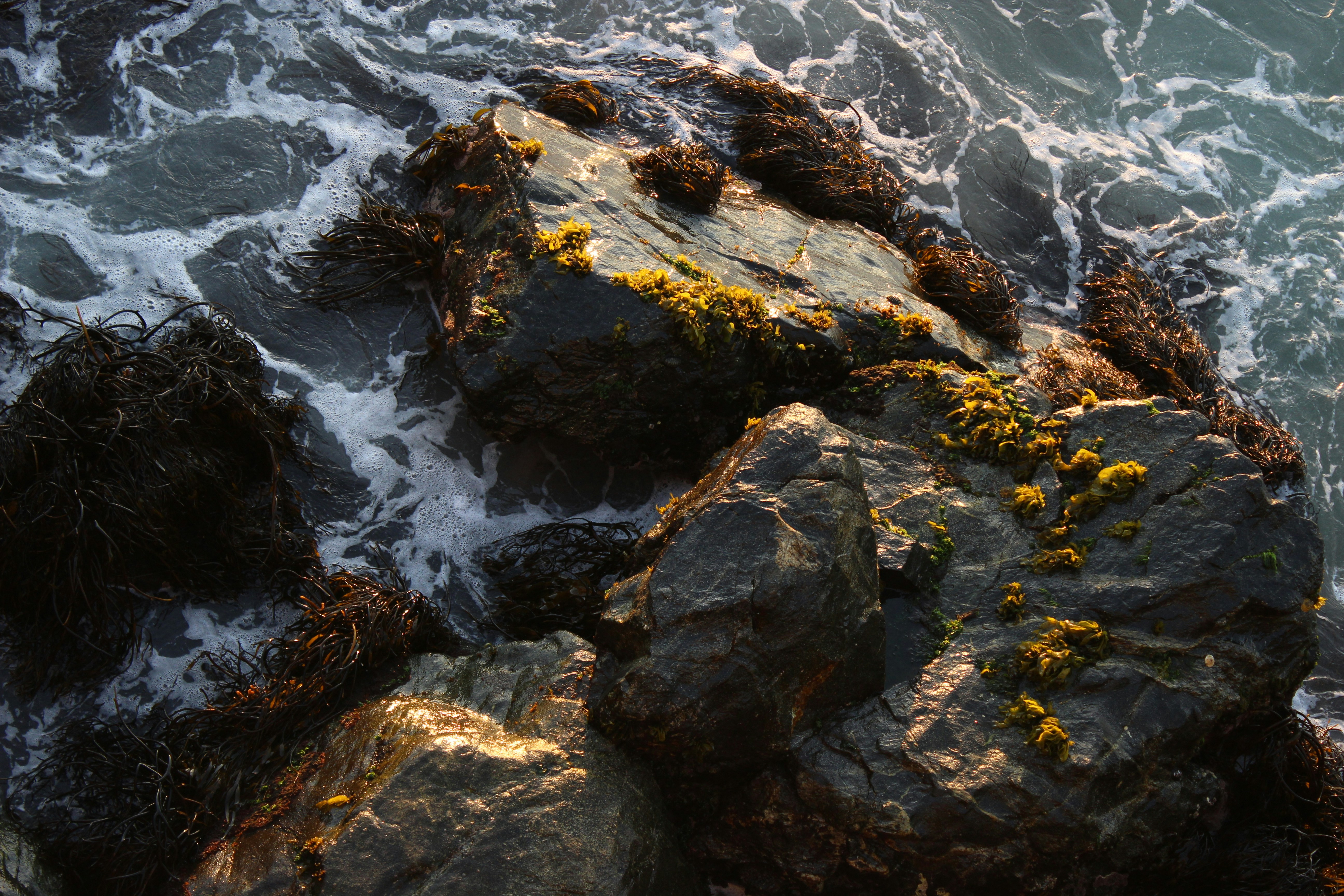 Sunlit Tidal Rocks: Moss and Foam at the Edge