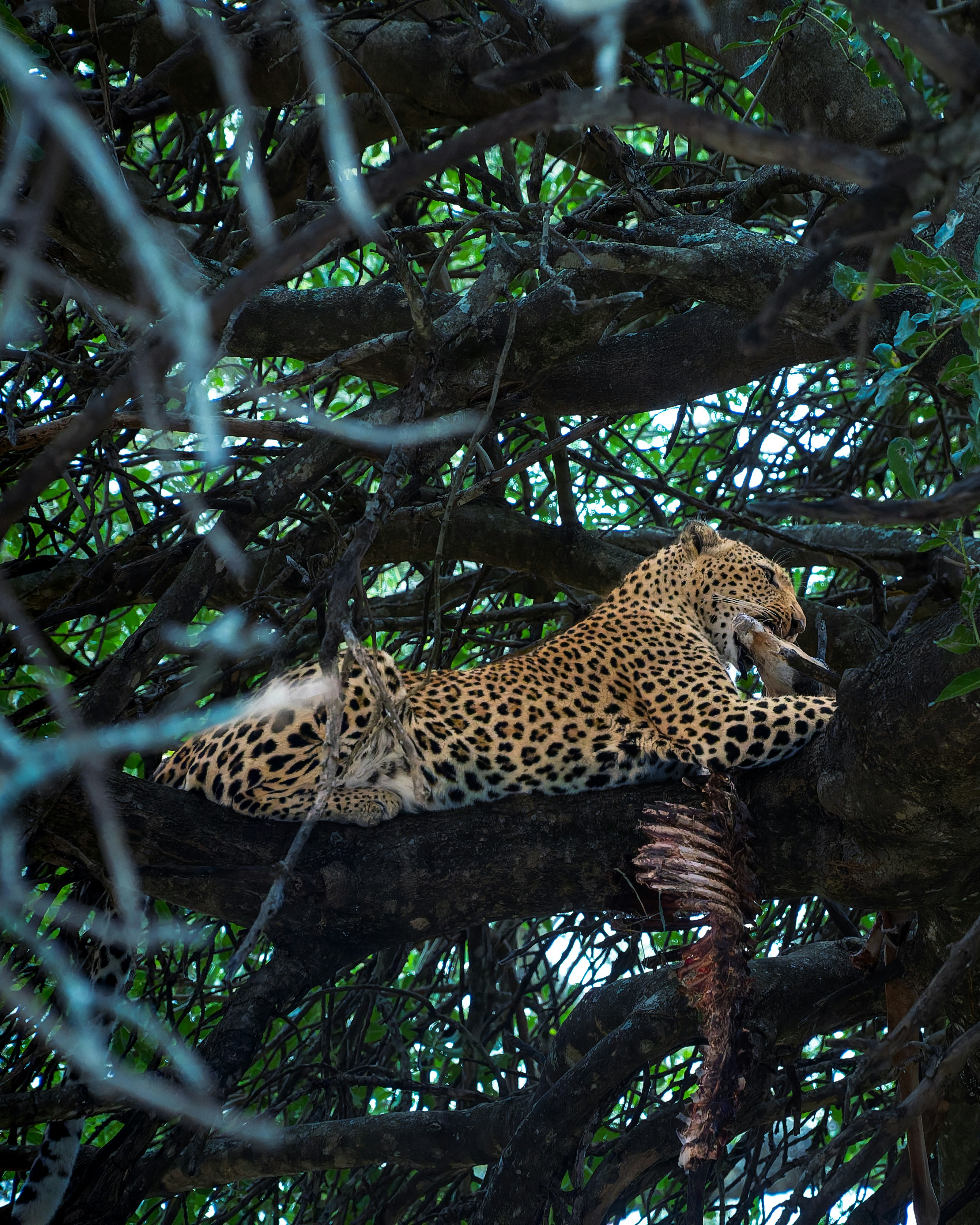 Leopard relaxing on a sturdy tree branch amid dense, overlapping foliage; the spotted coat contrasts with dark bark, with a tail and a dried leaf dangling below.