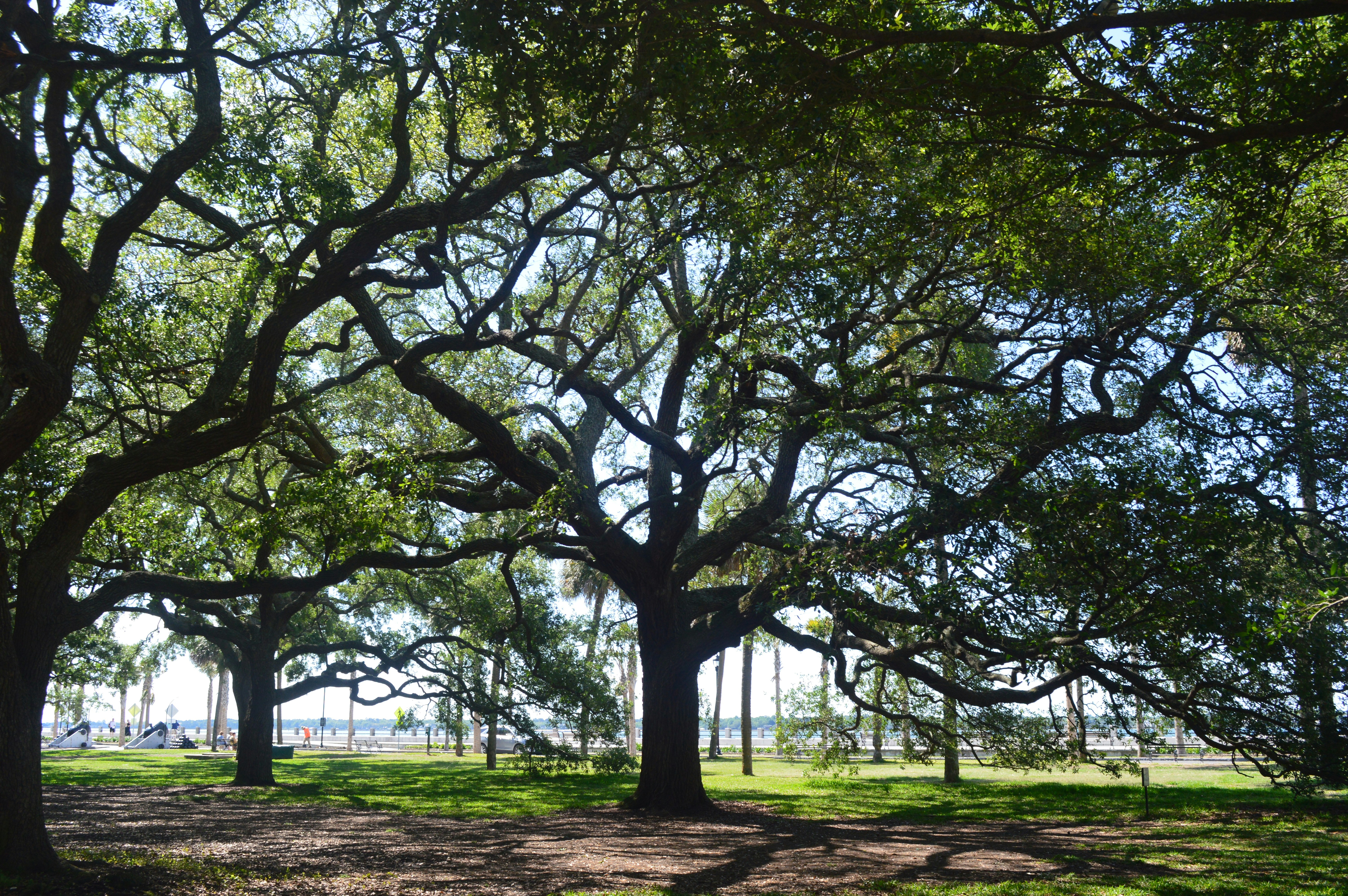 Umbrella of Branches: A Sunlit Park Canopy Framed by Astounding Oaks