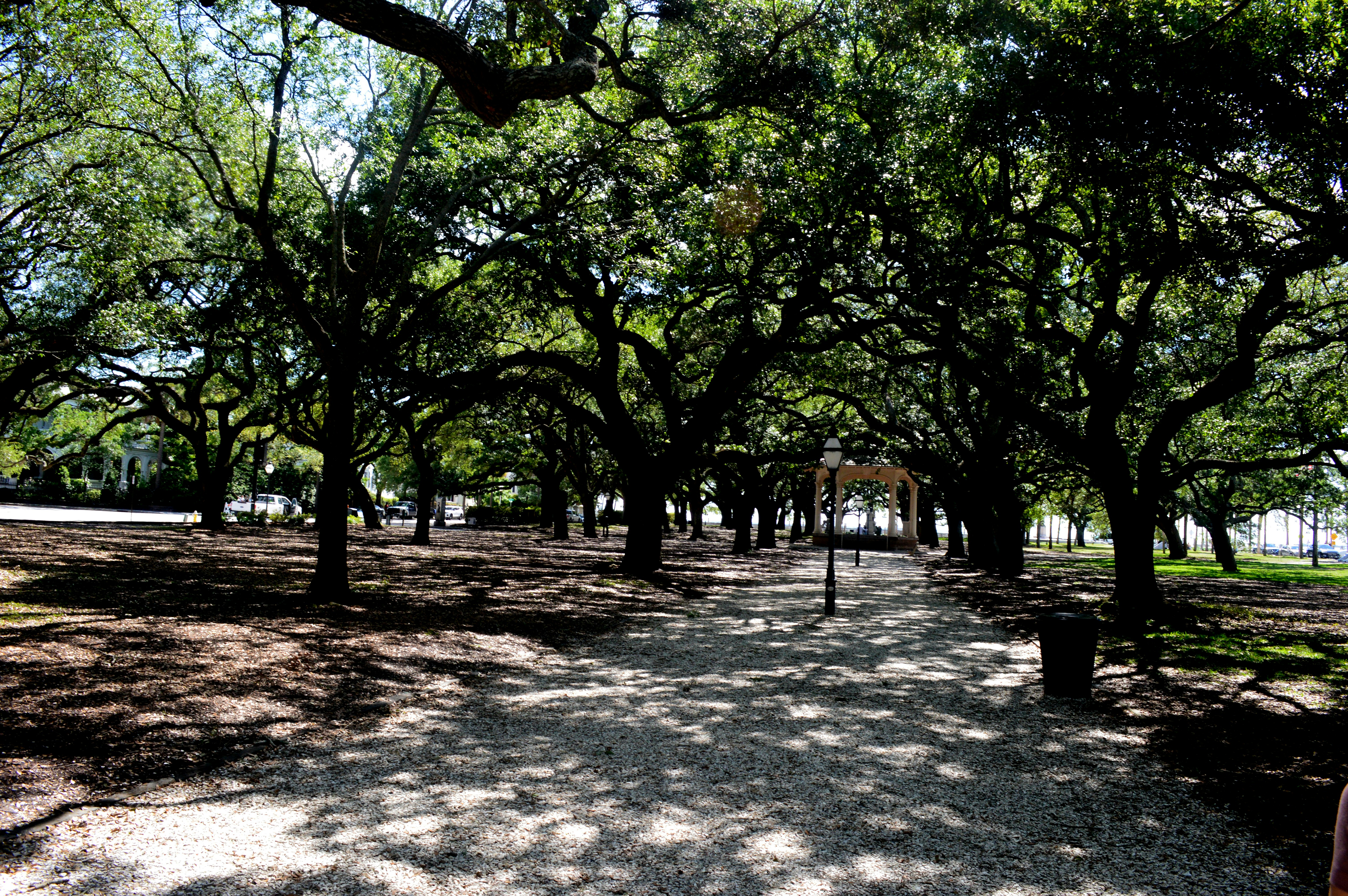 Oak Avenue: Sunlit Pathway Through a Canopy of Green