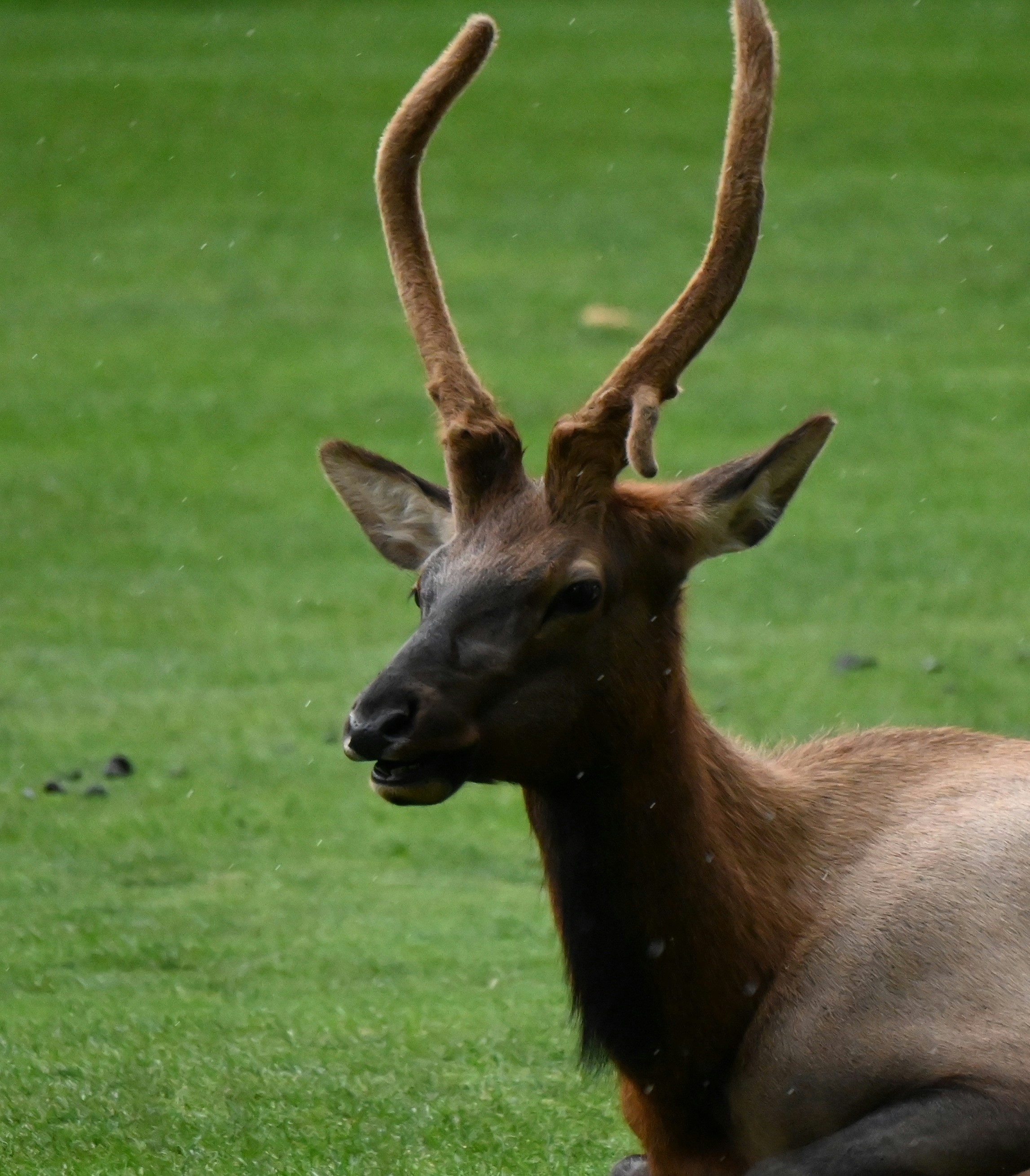Majestic Stare: A Deer in Quiet Green Pasture
