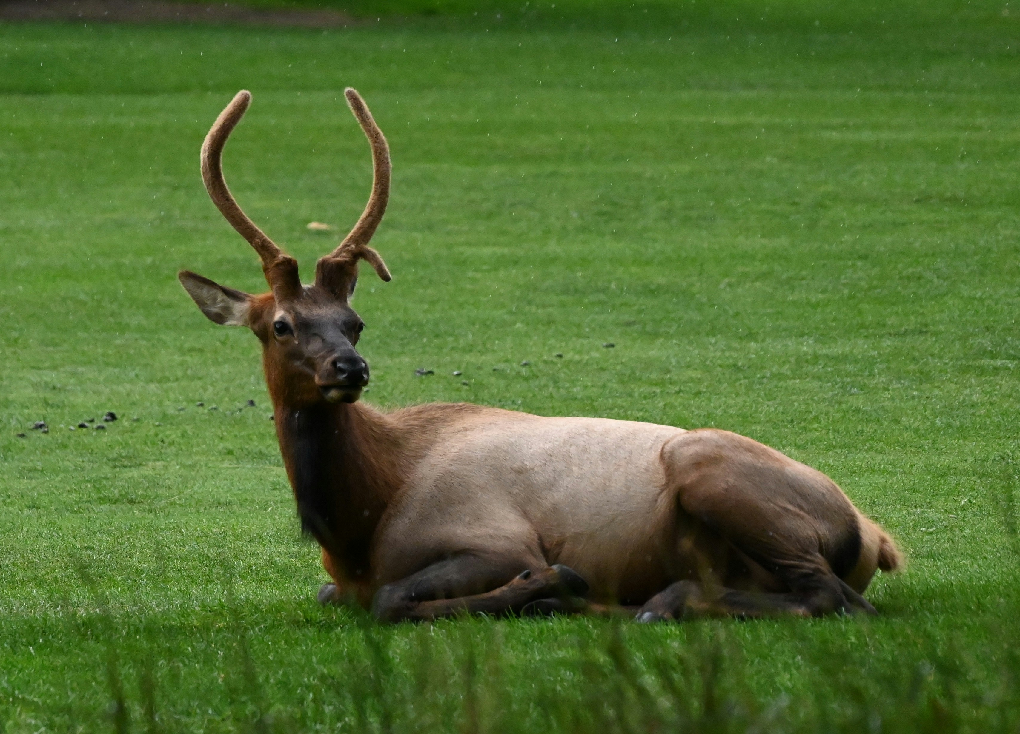 Graceful Grazing: A Stately Elk Resting on Lush Field