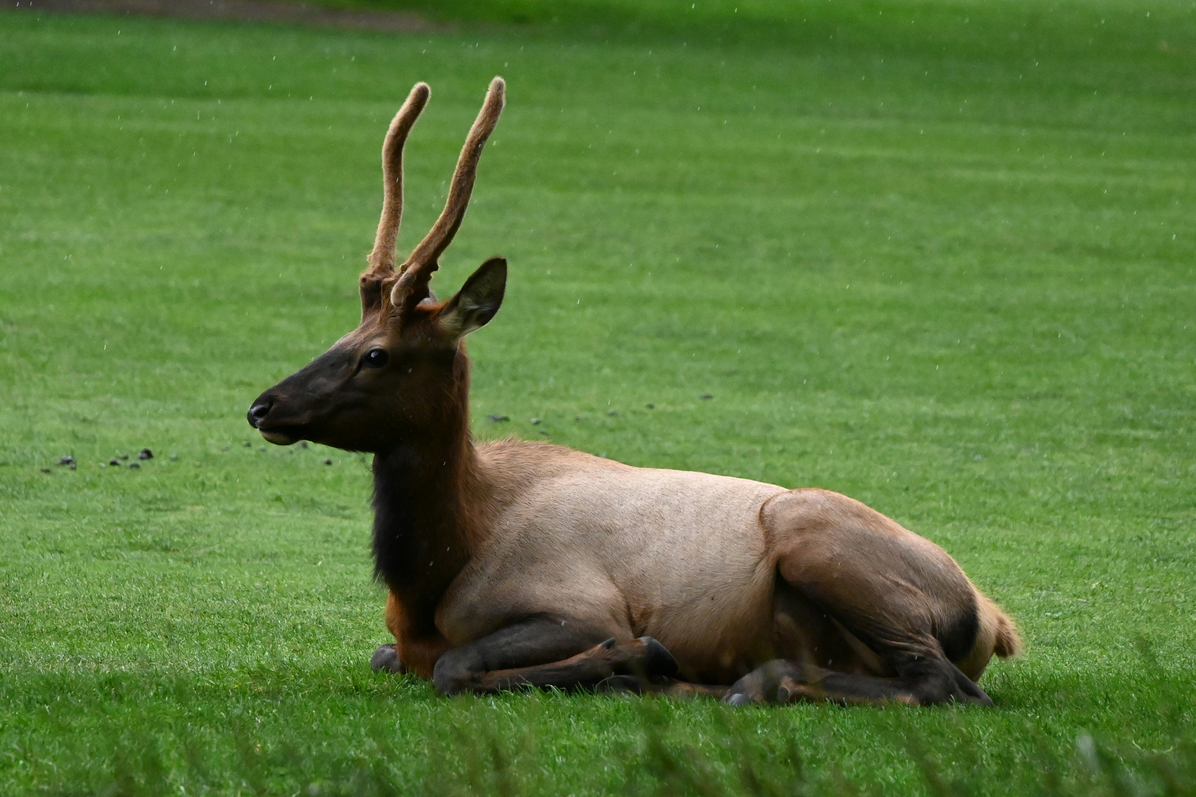 Lying Stag in a Quiet Green Expanse