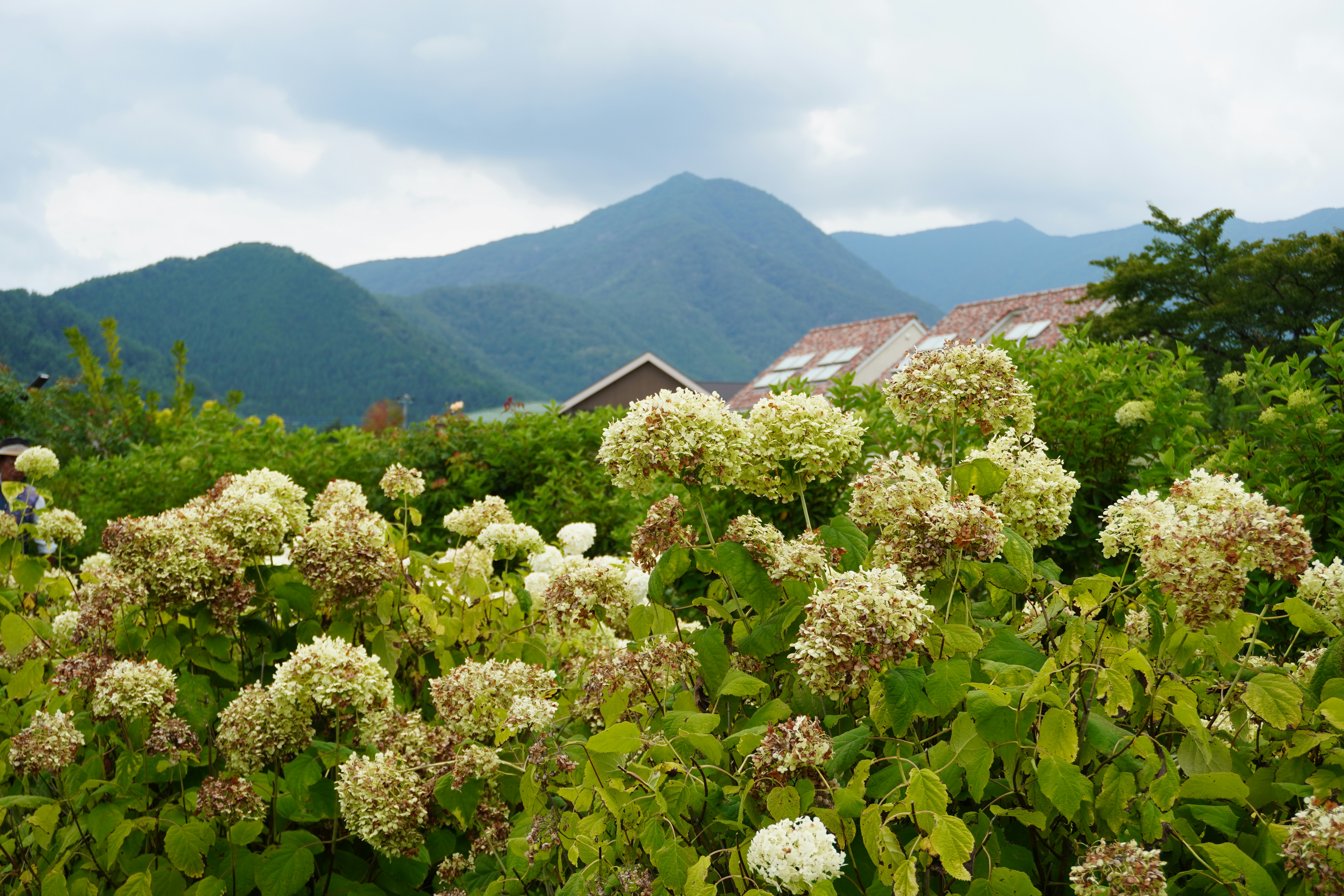 Hydrangea Vale with Mountain Backdrop