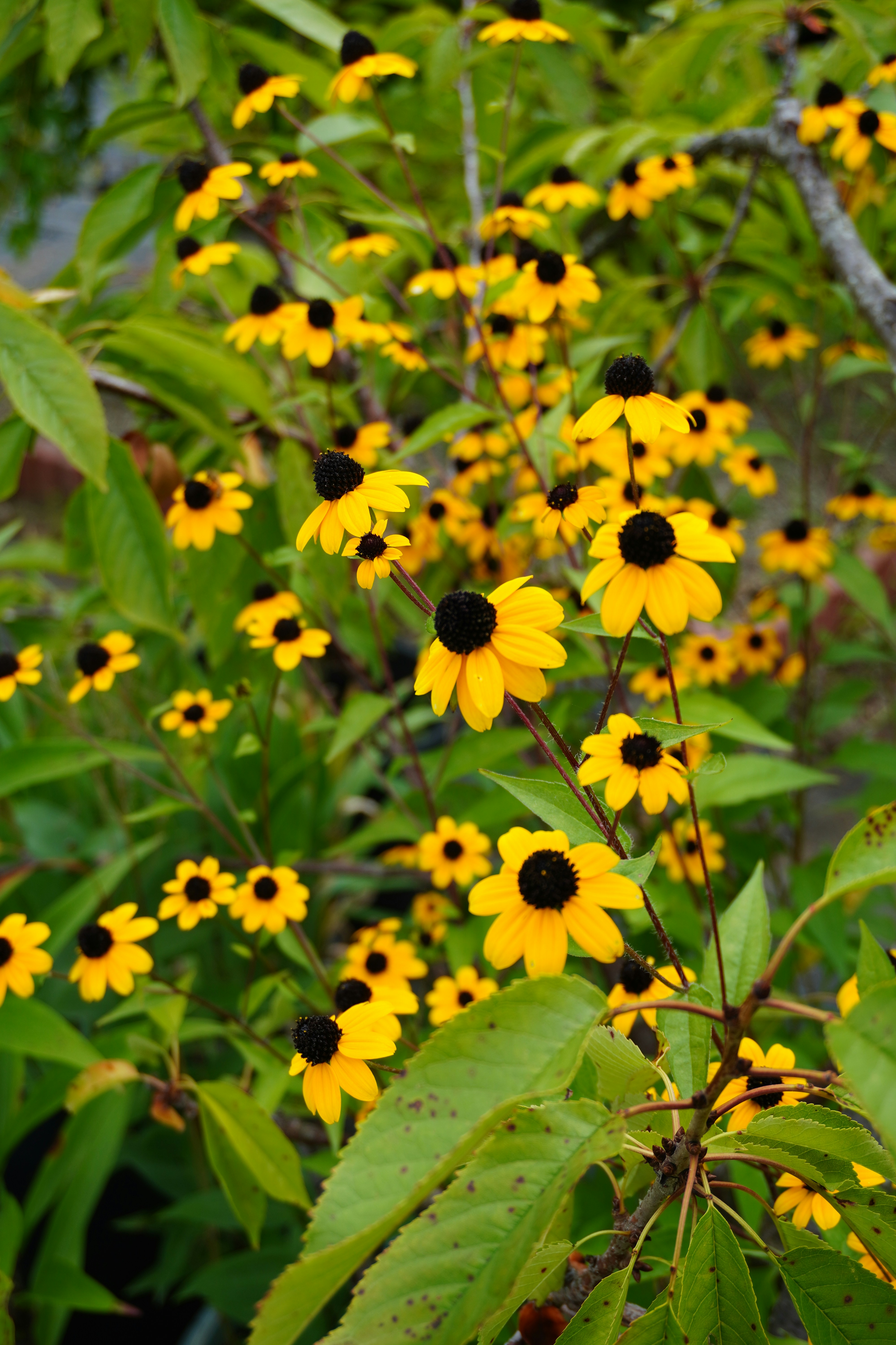 Sunlit Comet Flowers: A Sea of Yellow Discs in Green