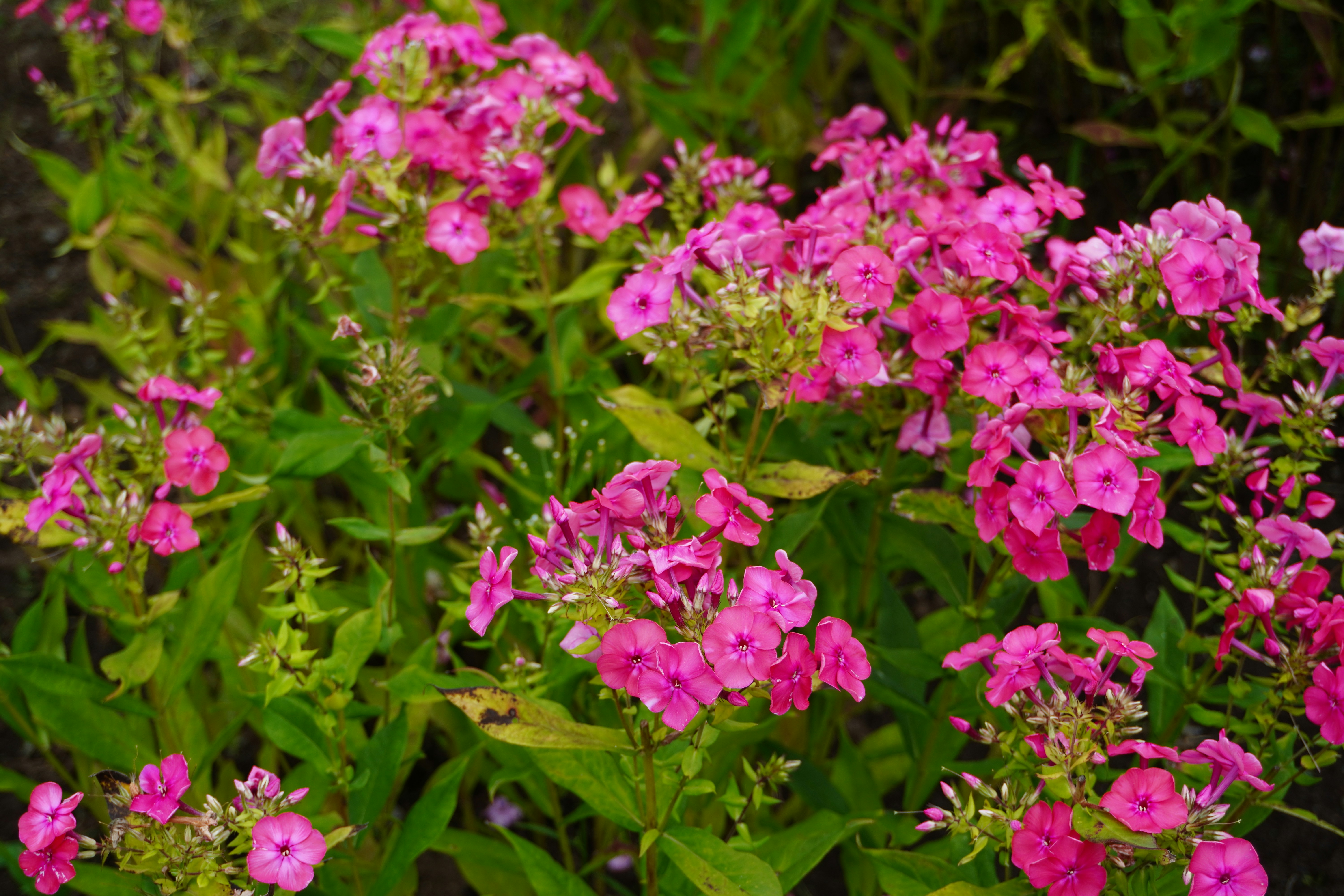 Vibrant pink blossoms blanket a sunlit garden bed