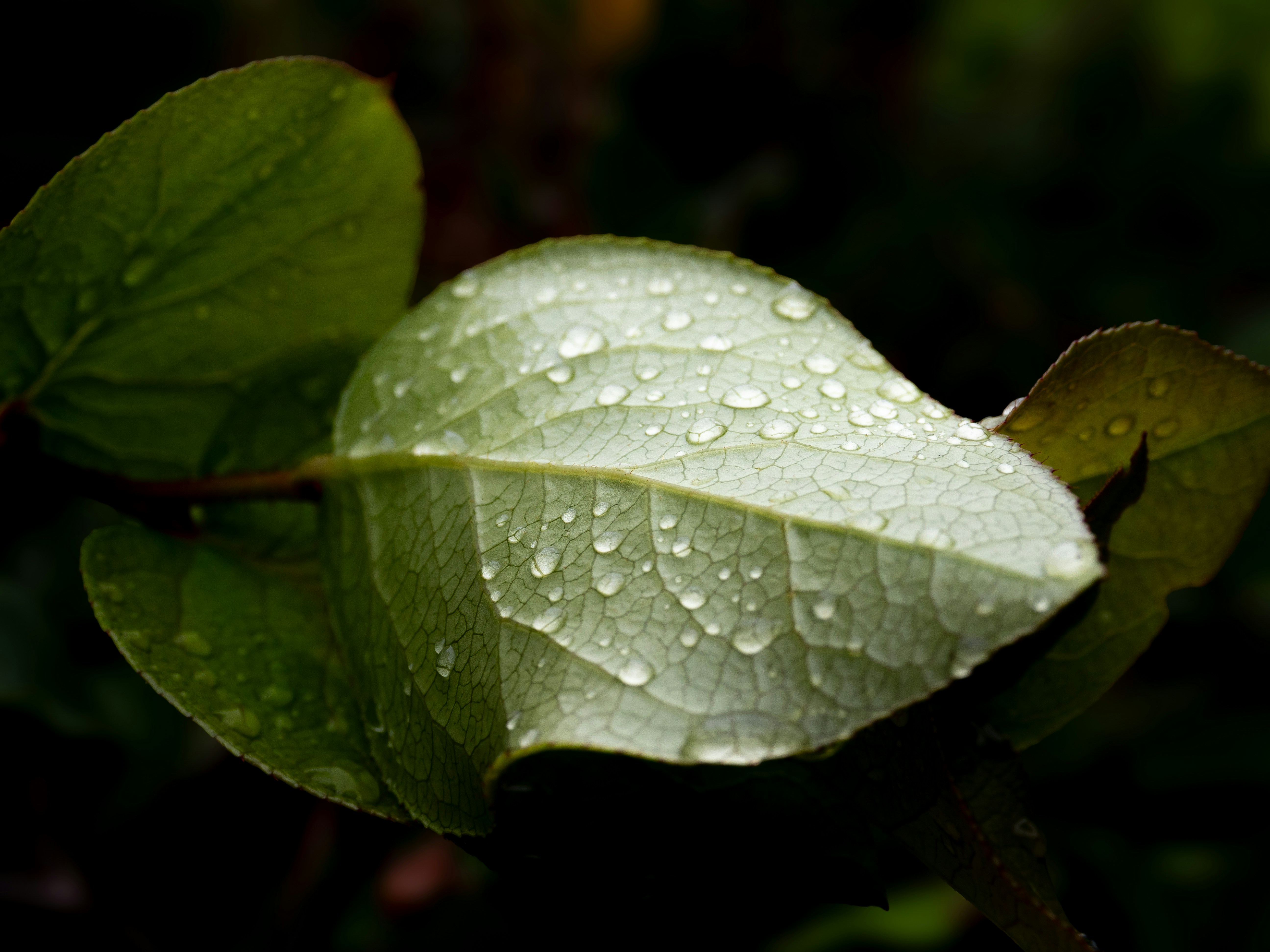 Dew-kissed Leaf in Soft Focus Spotlight