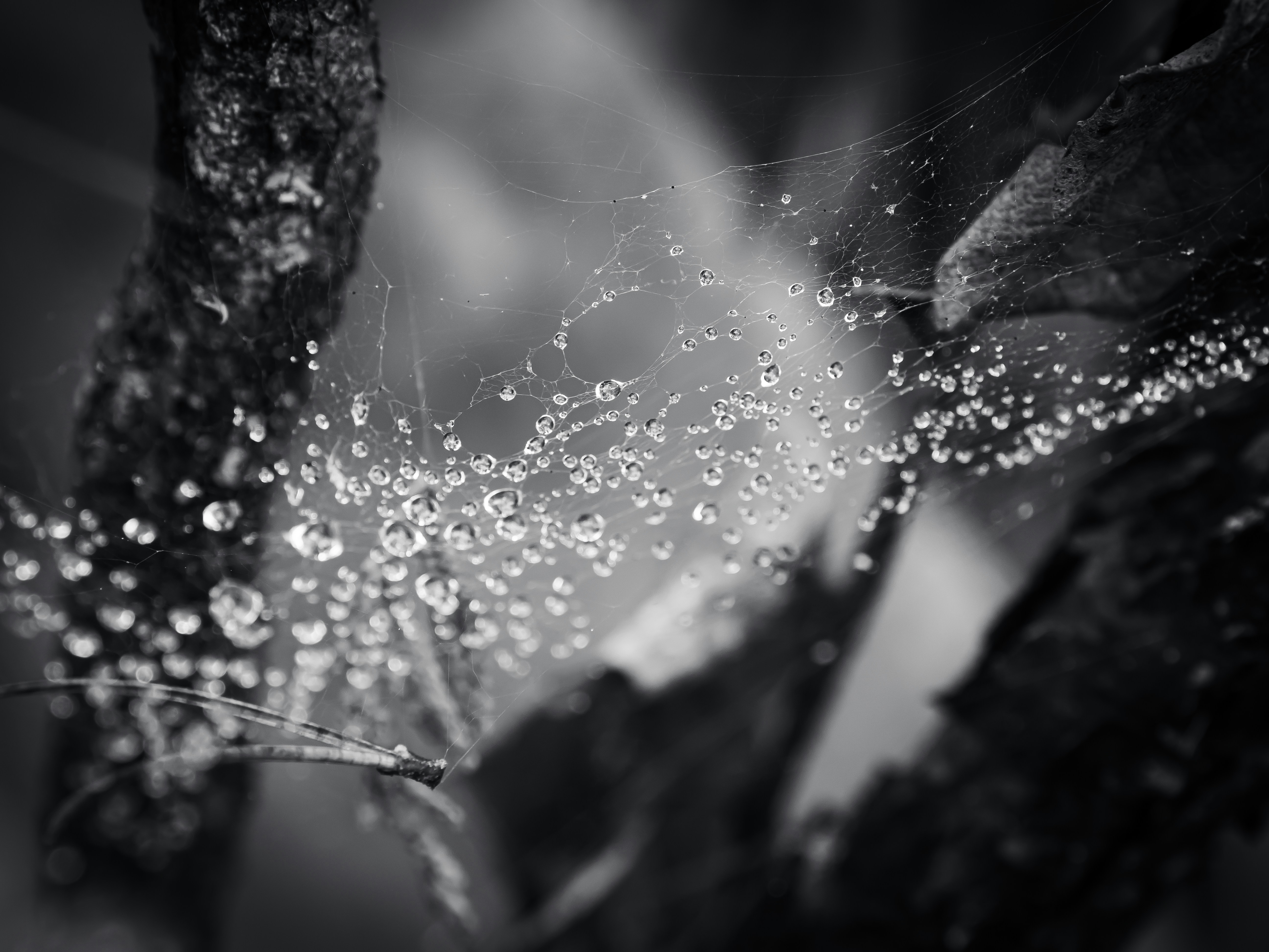 Gossamer Webs in a Dew-Silver Dawn