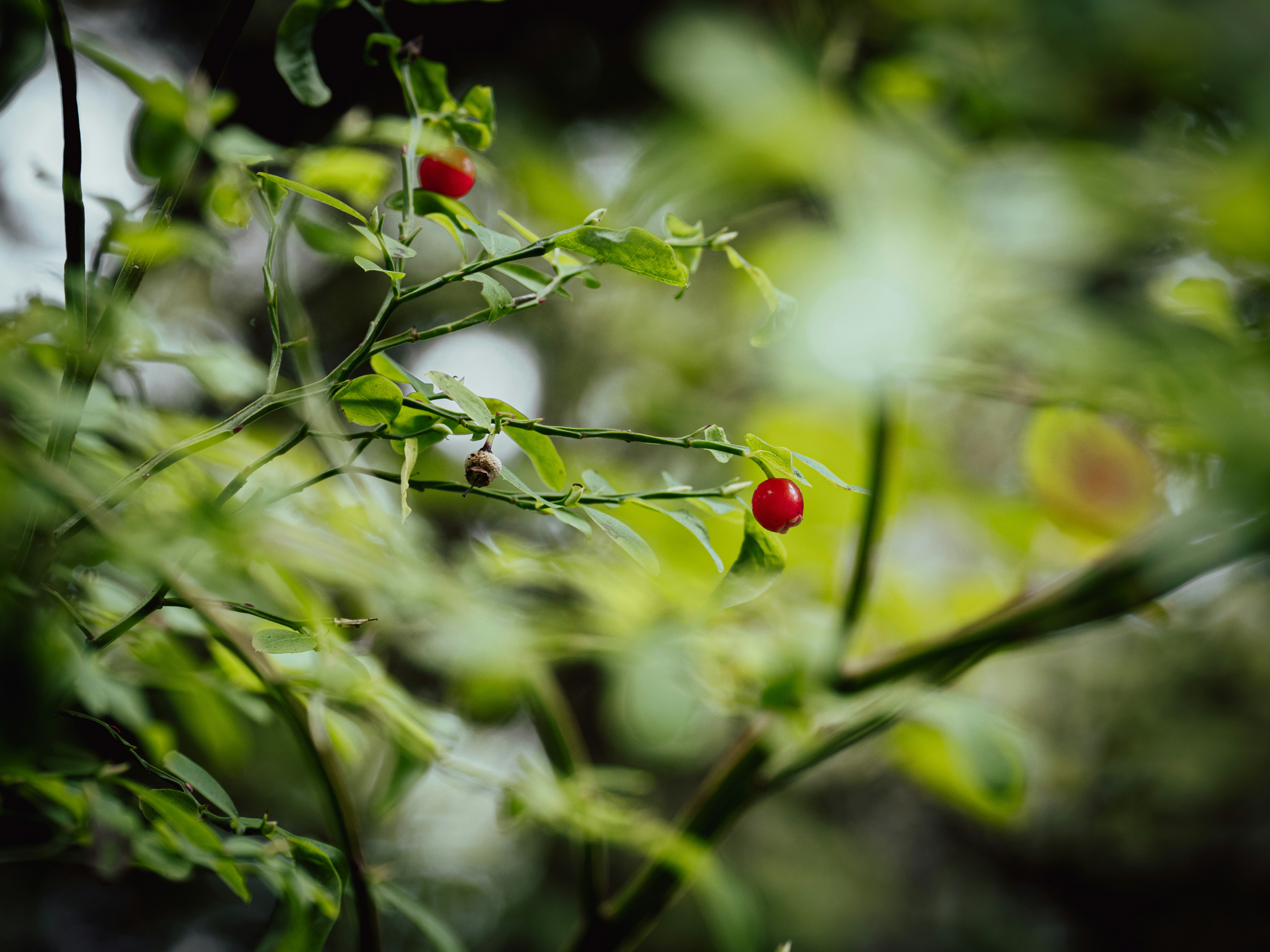 Cherry on a Branch: A Quiet Glimpse of Summer Orchard