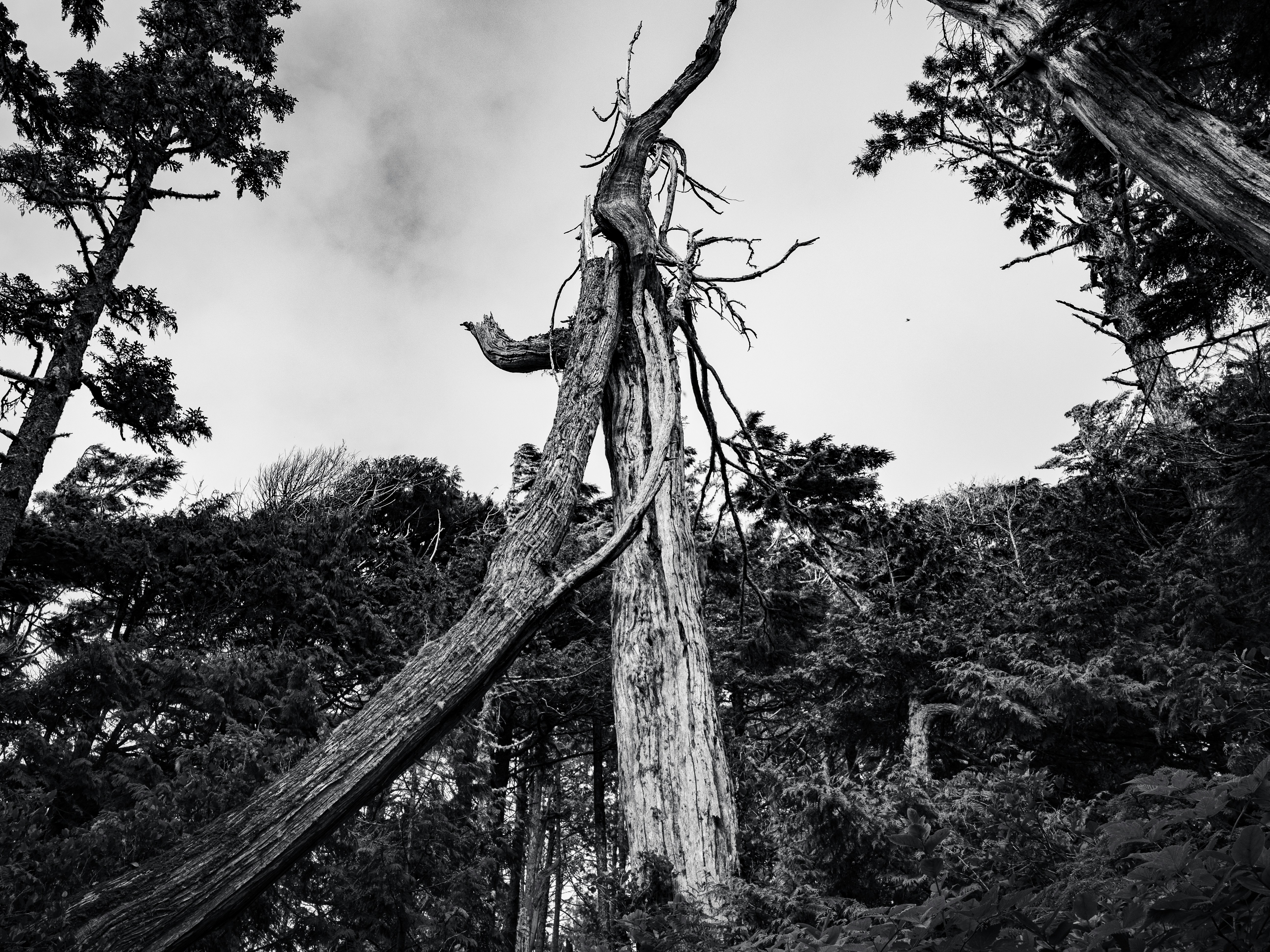 Broken Sentinel: A Gnarled Trunk Reaching Toward a Sky of Clouds