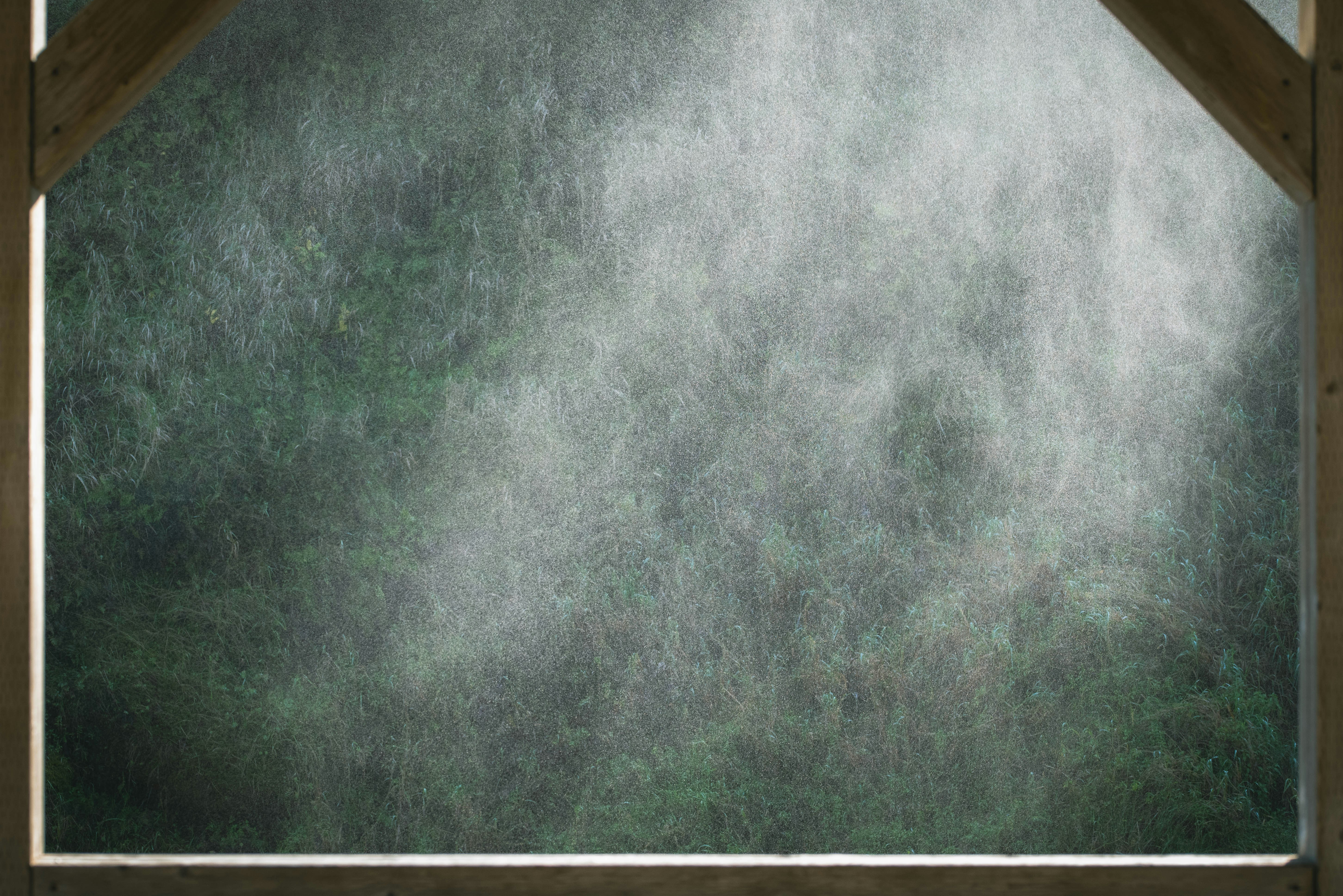 Framing Mist: A Cedar-Framed Window to Quiet Forest Rain