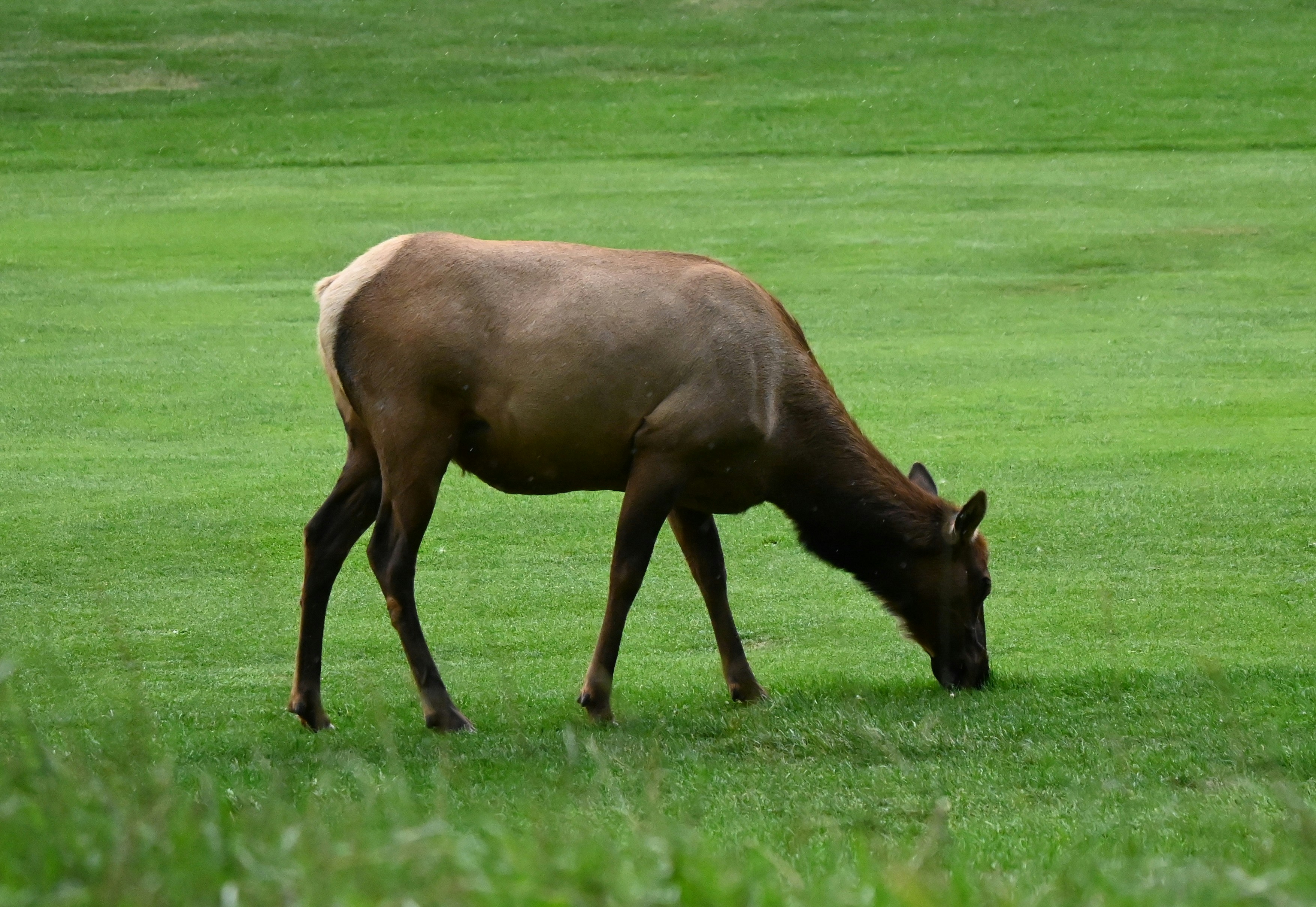 Grazing in a Quiet Green Expanse
