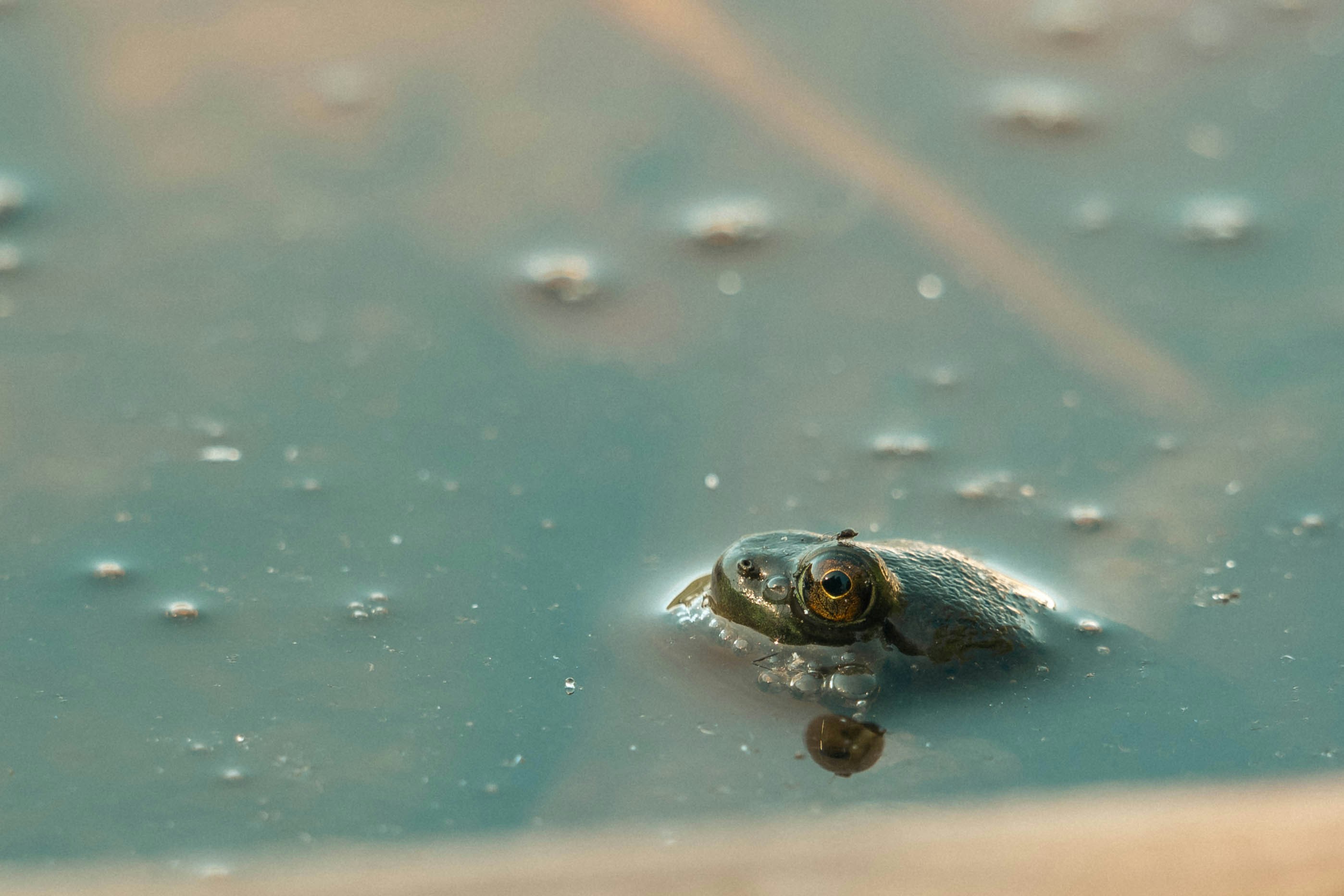 Watchful gaze at a murky pond