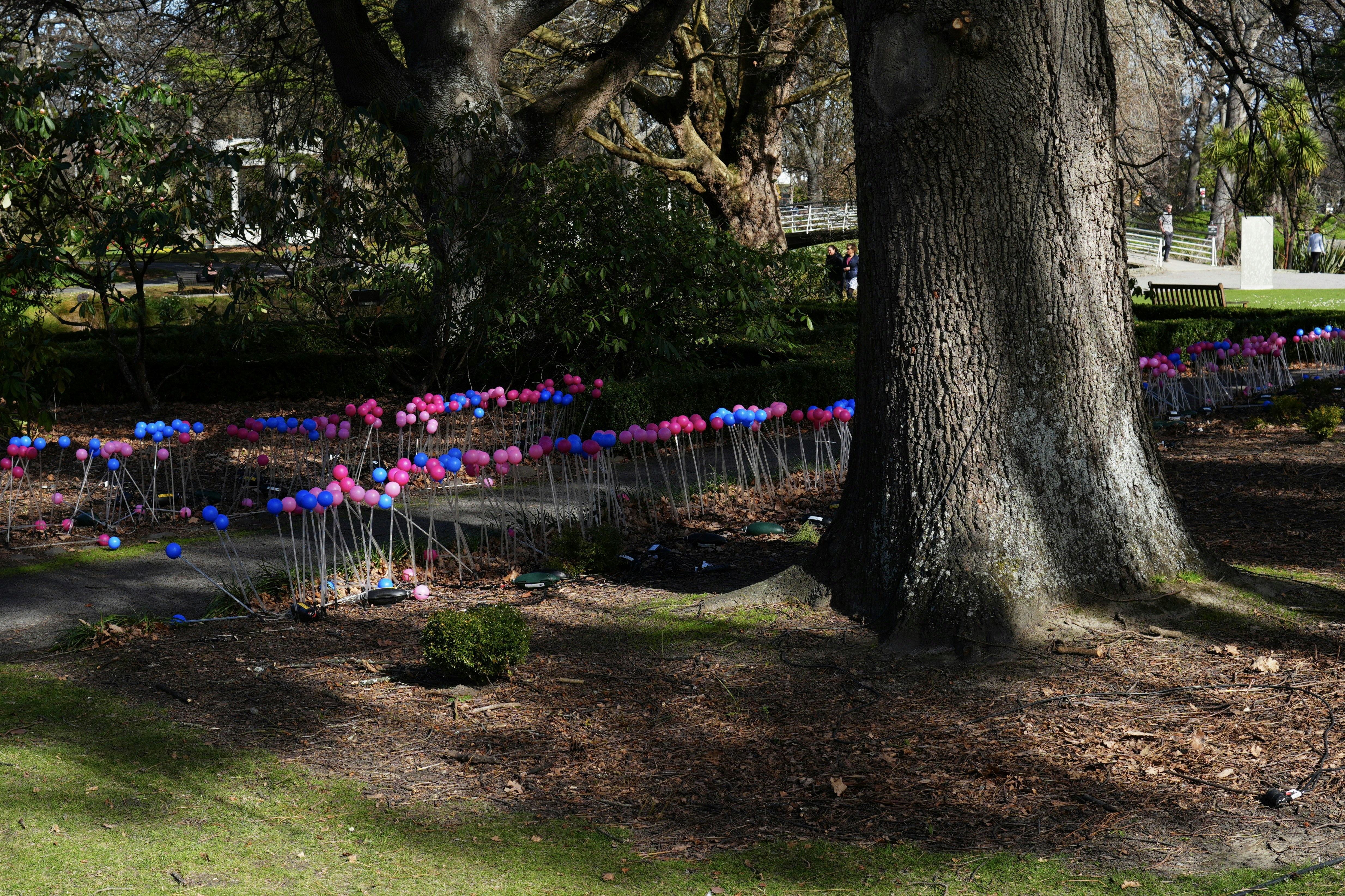 Colorful memorial pins fluttering beneath an ancient oak