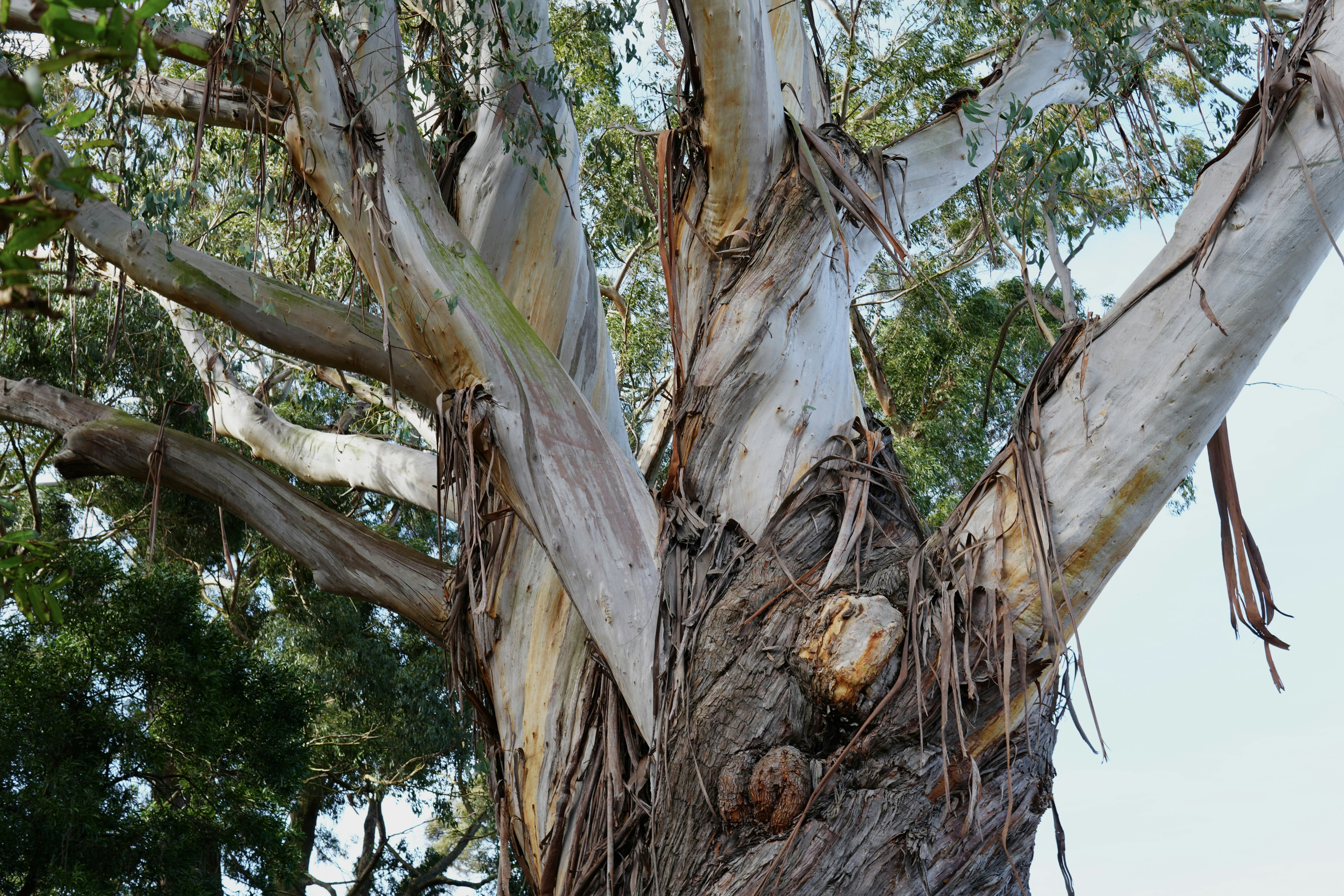 A large eucalyptus tree with smooth peeling bark and green leaves against blue sky