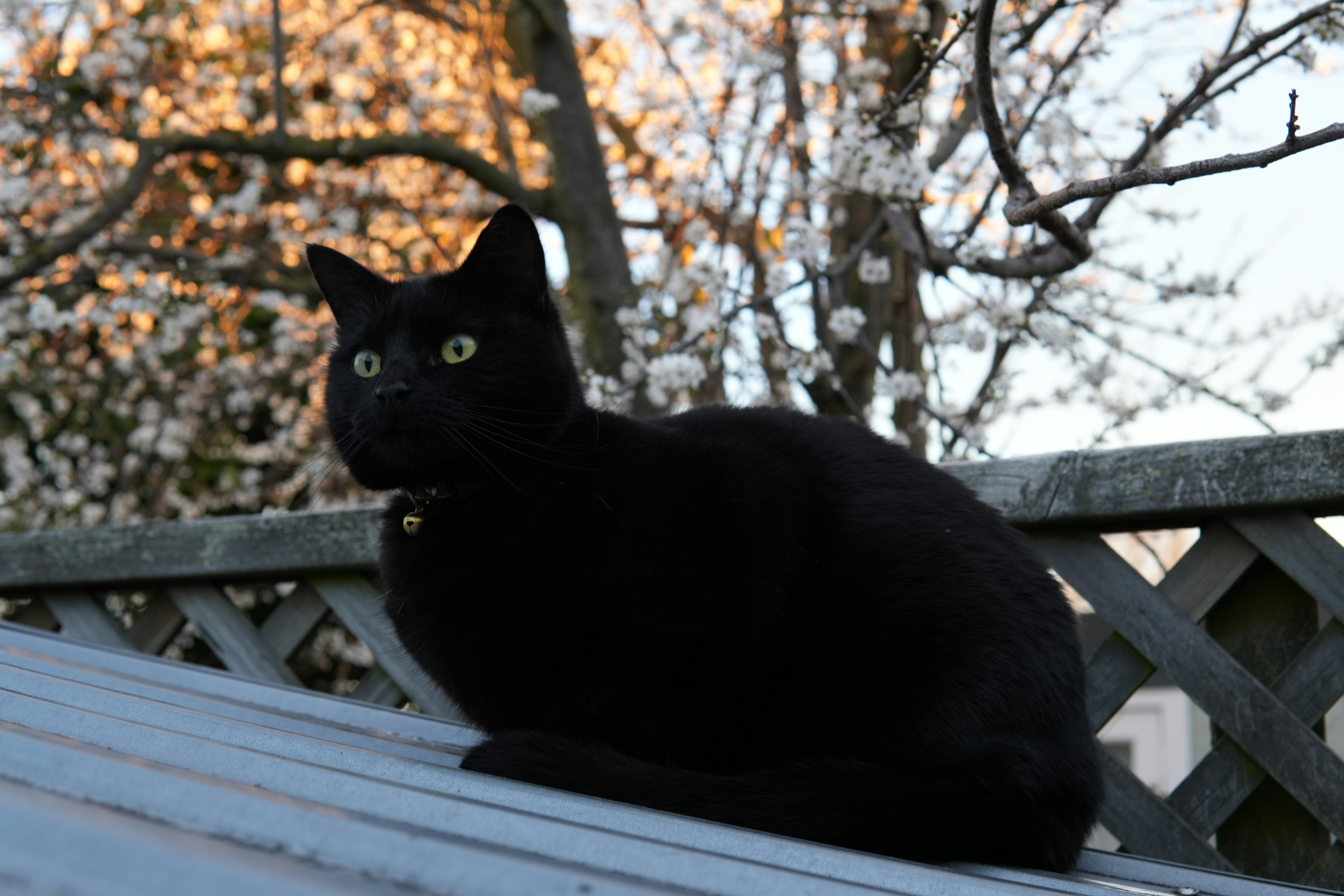 Midday Vigil: A Black Cat Resting on a Latticed Rooftop