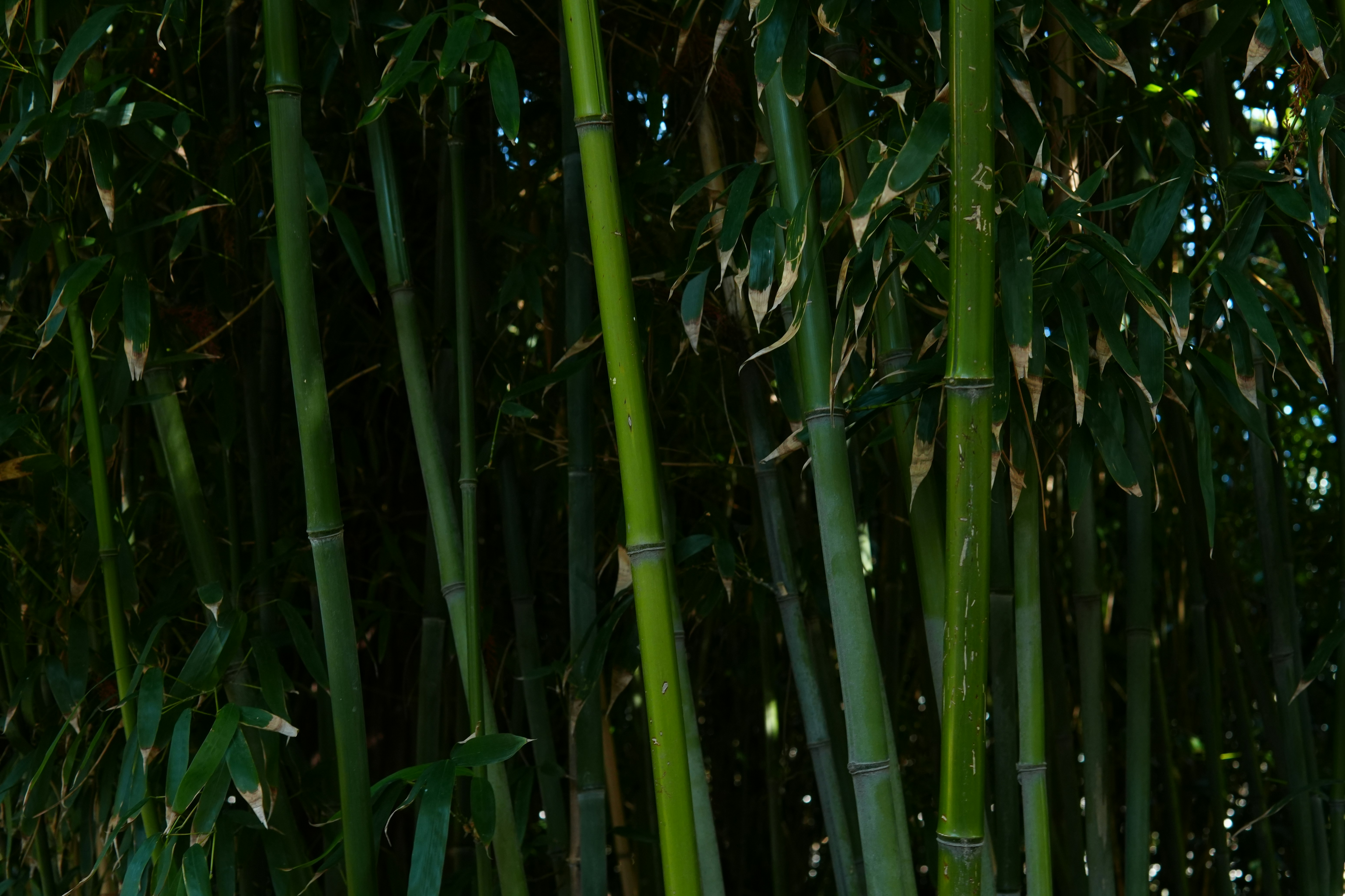 Emerald Columns: Bamboo Trunks Reach for the Light