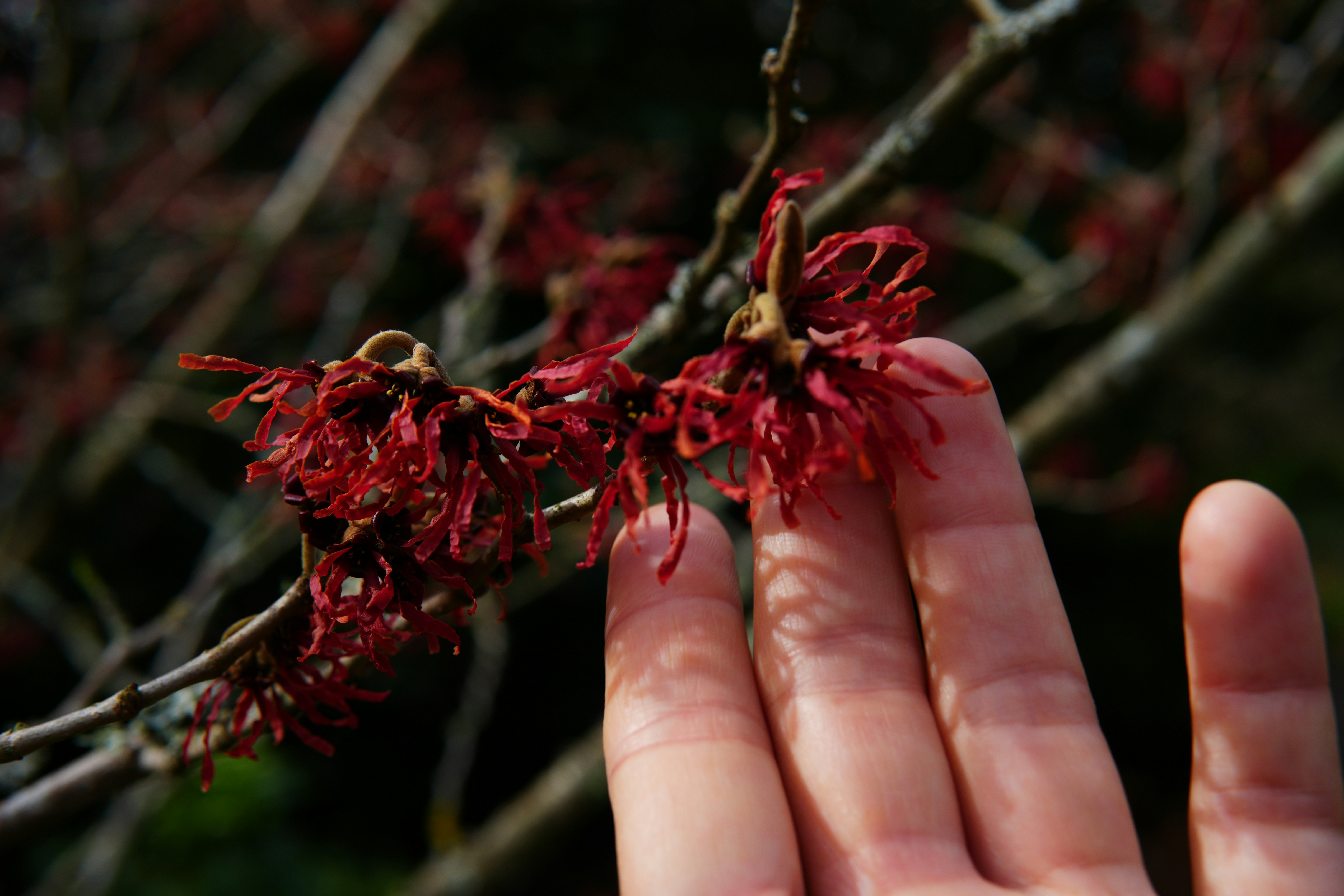 Crimson Catkins Beneath a Touching Hand