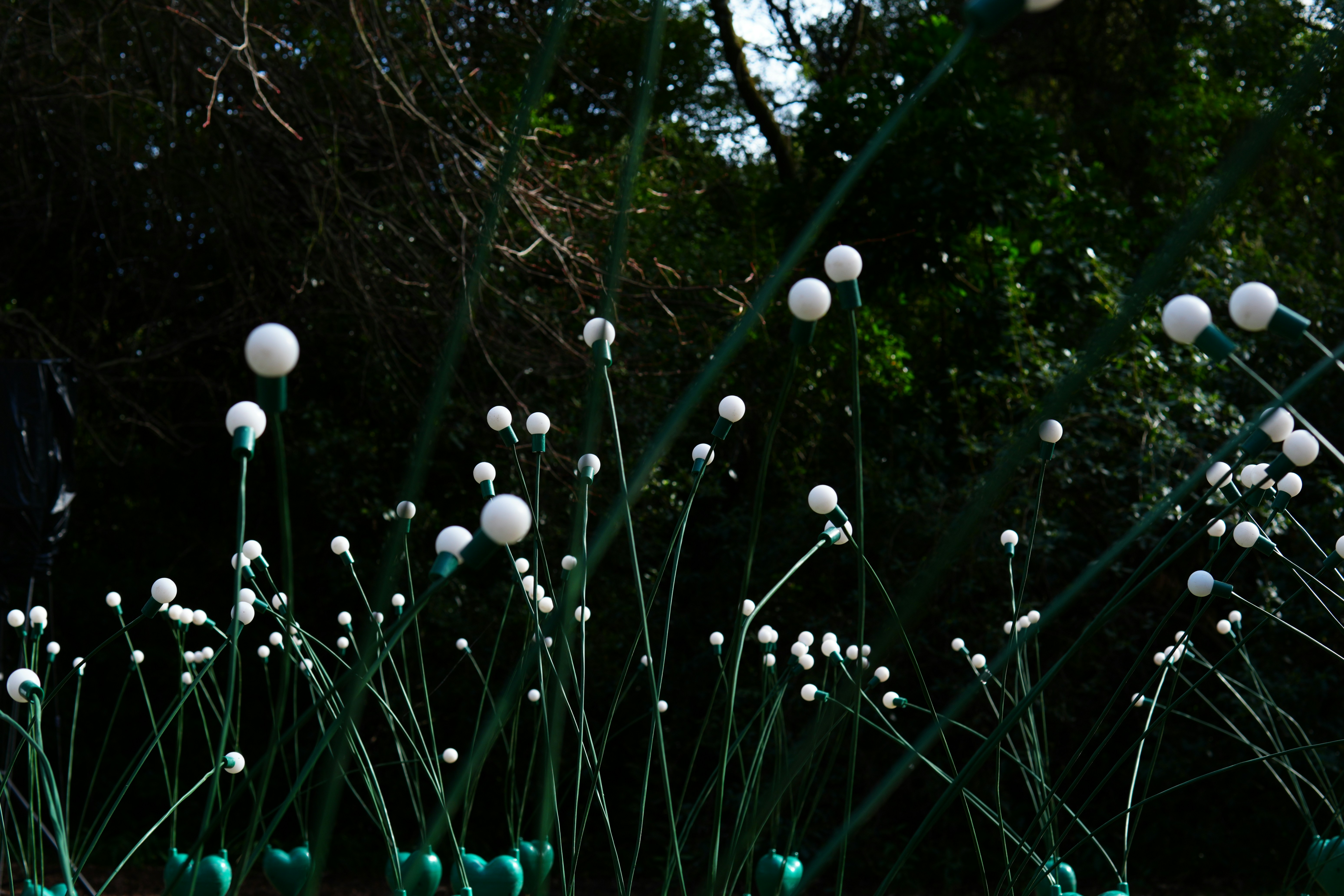 Orbs Aglow Above Slender Greens
