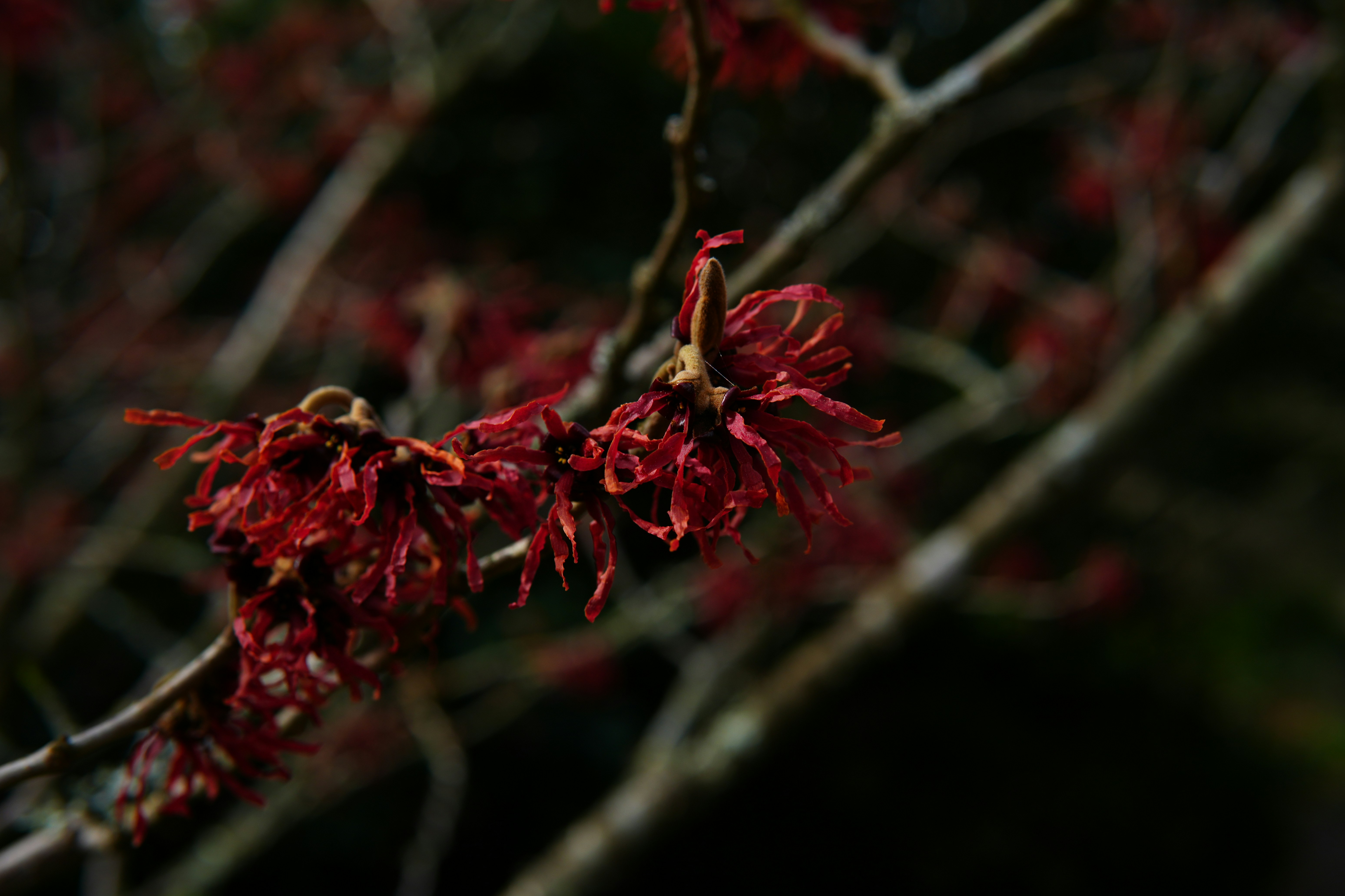 Crimson Bloom on a Silent Branch