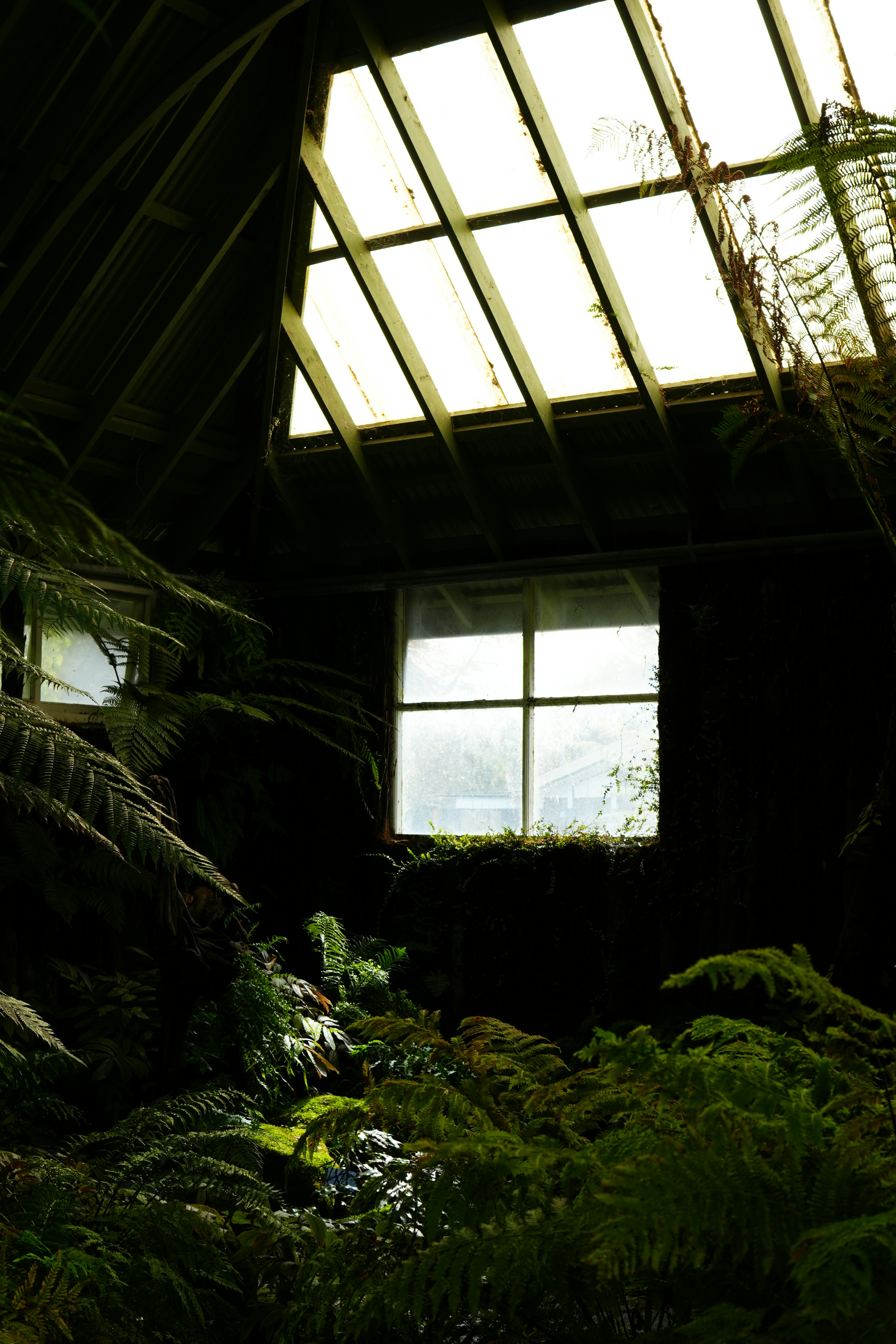Hidden greenhouse refuge: overgrown light leaks through a rooftop window