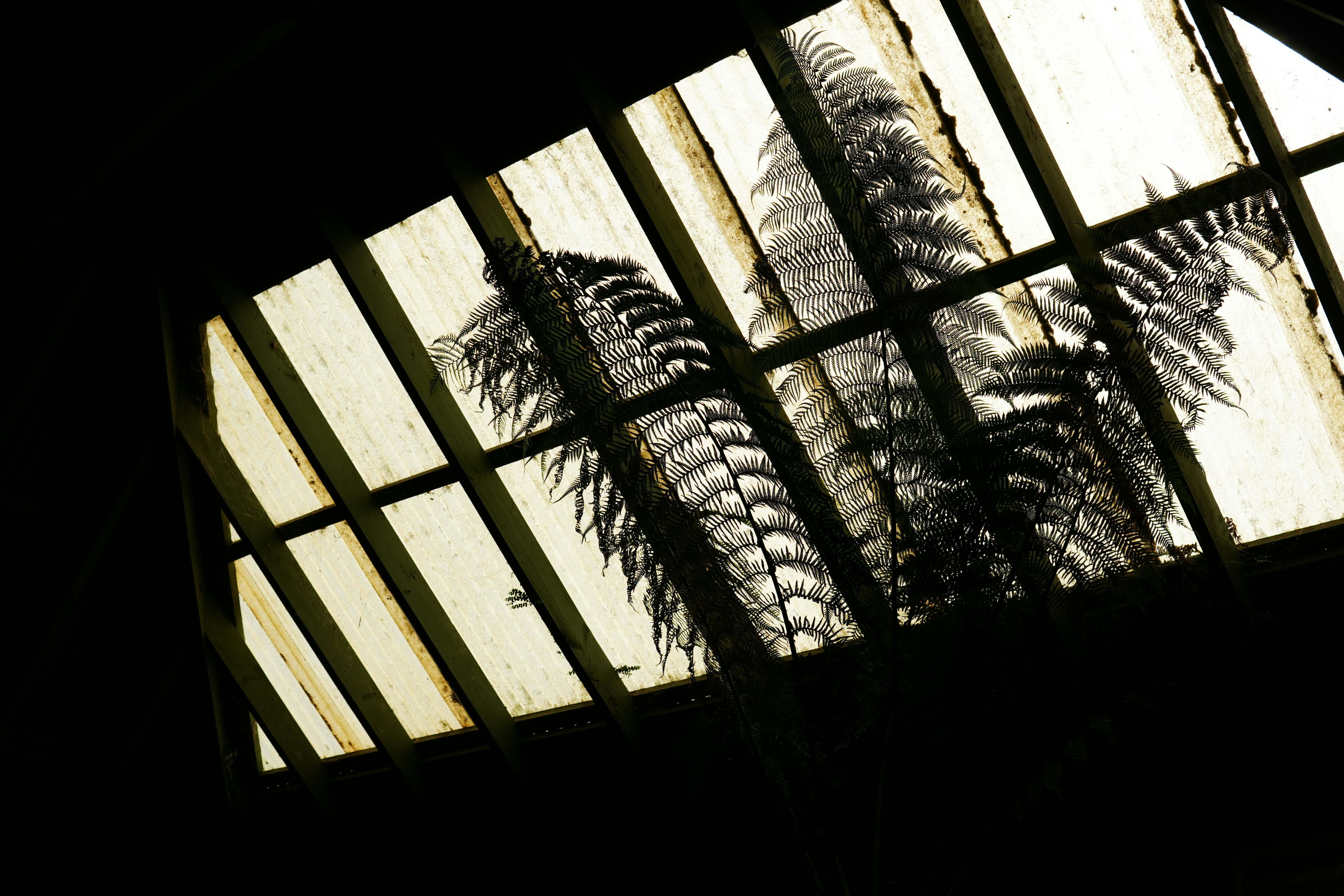 Overgrown Glass Roof: Silhouettes of Ferns in a Dim Conservatory