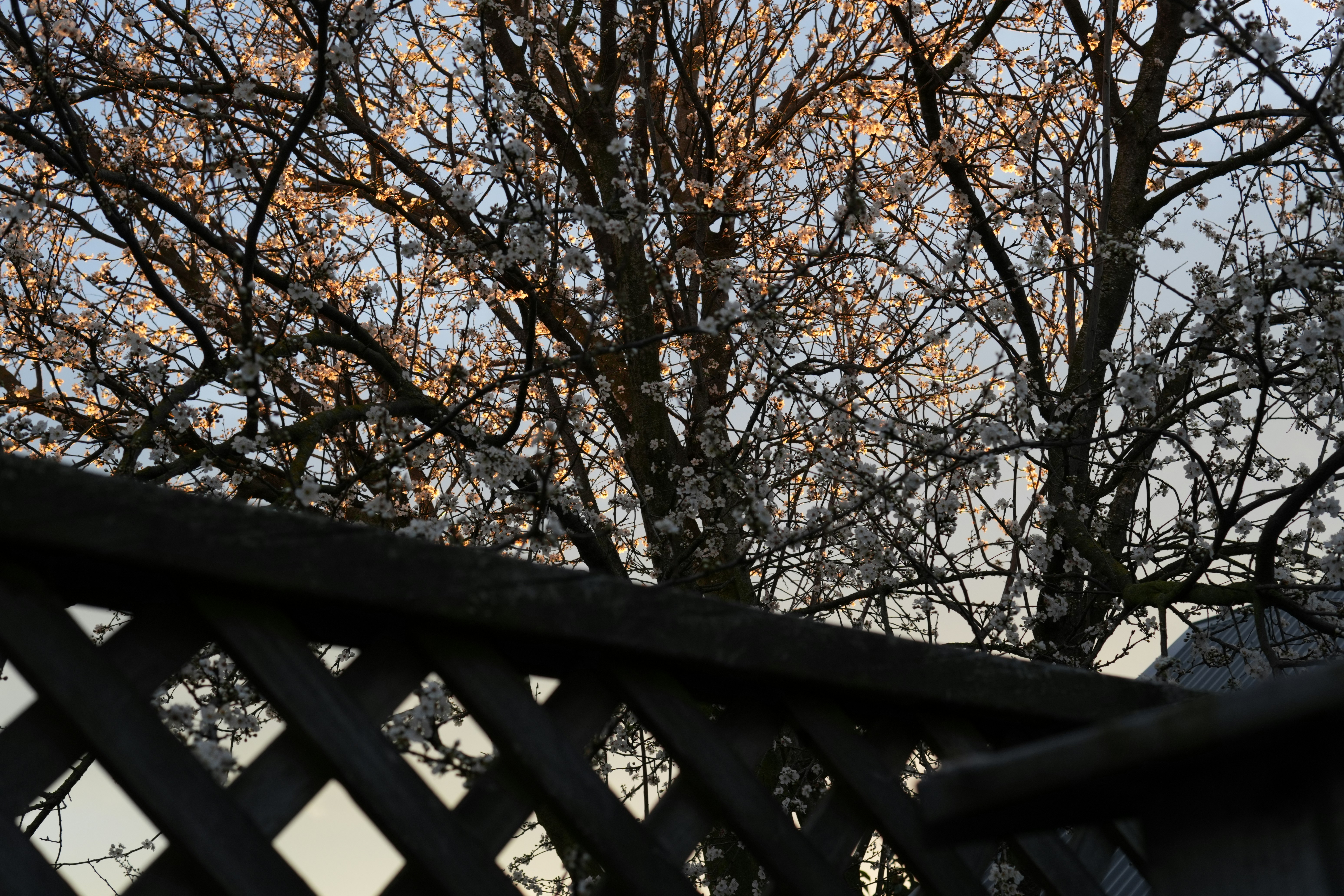 Branches in silhouette over a lattice fence at dusk