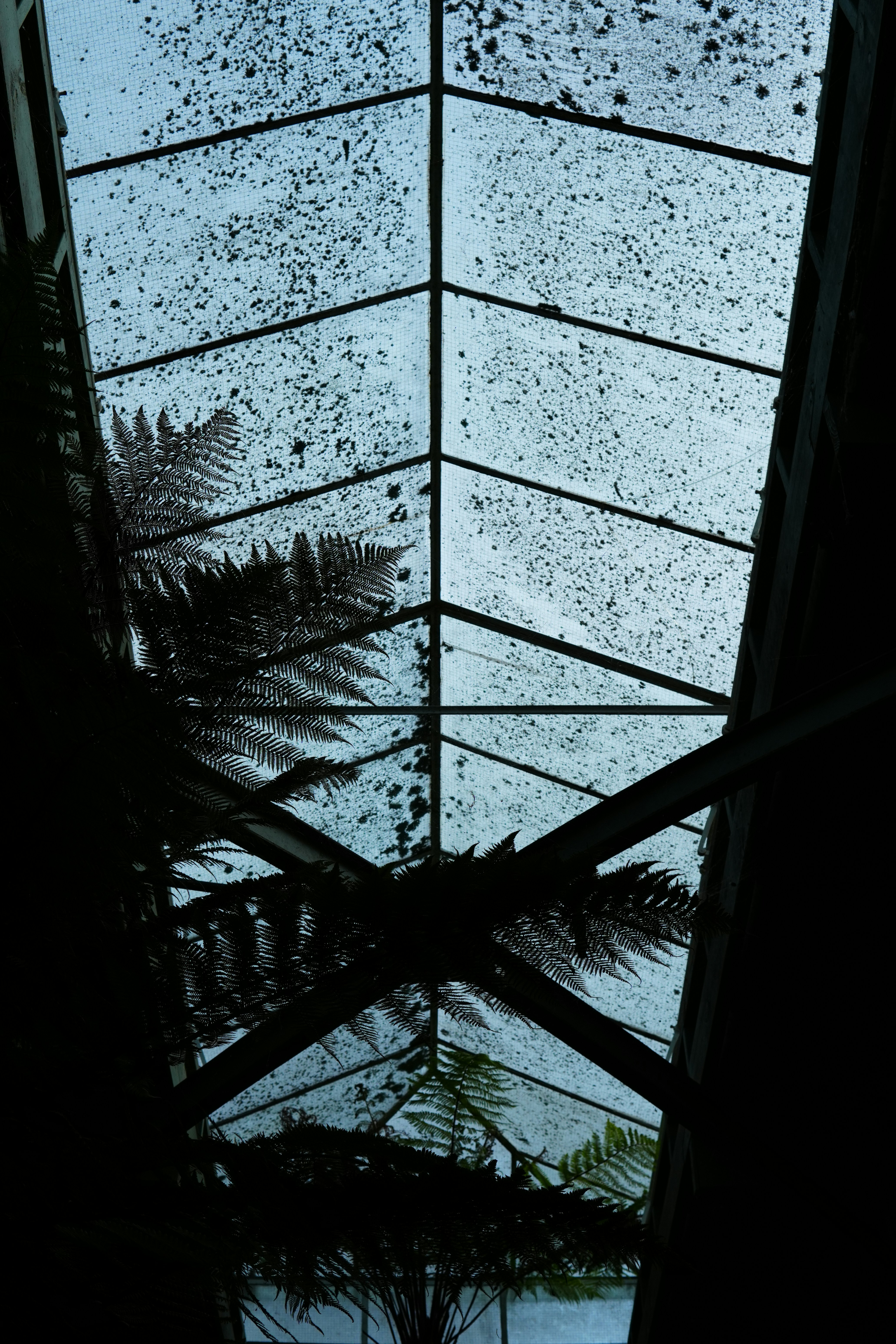 Geometric Skyframe: A Fern-Laced Atrium Opens to Dappled Light