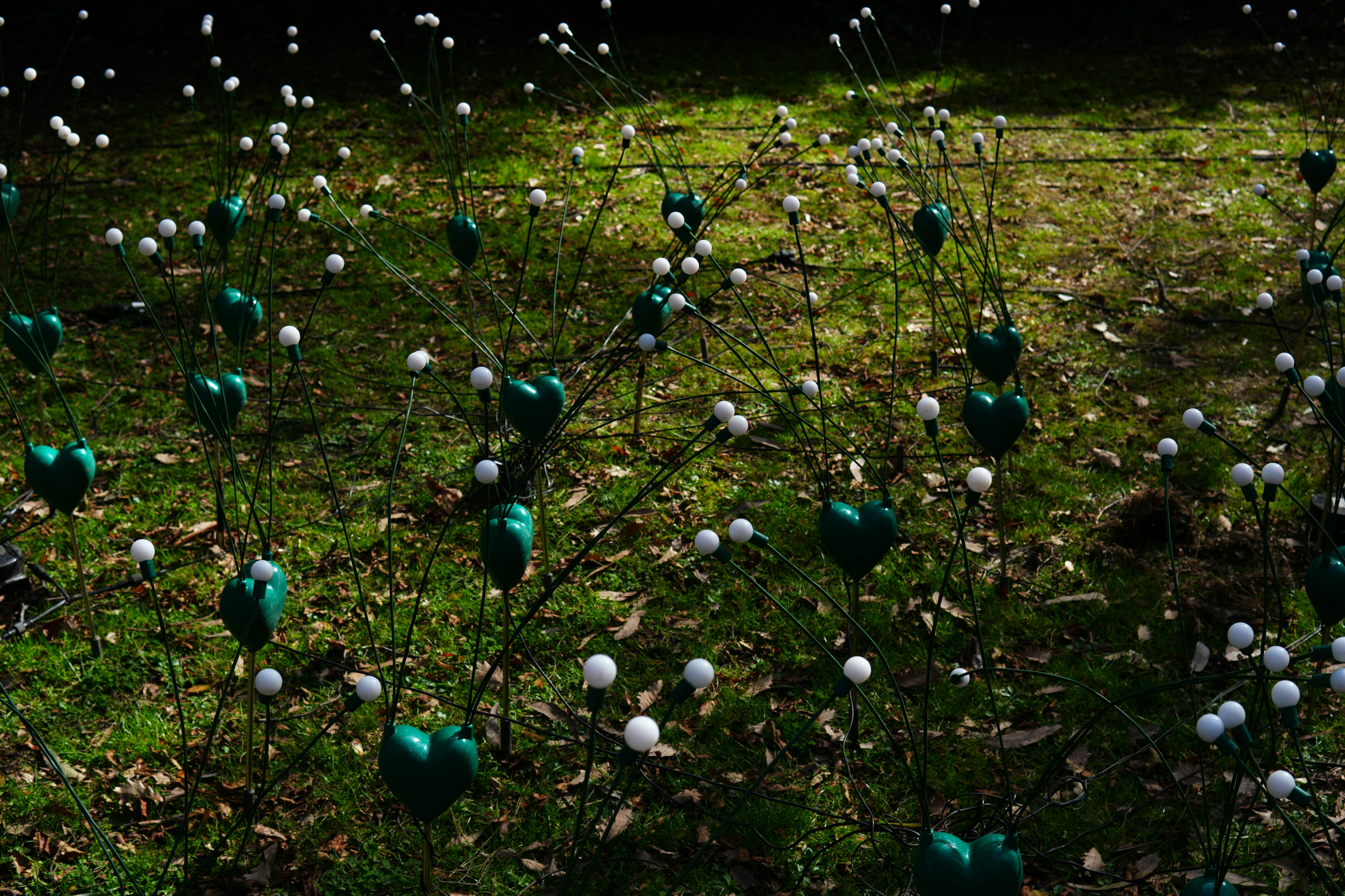 Whimsy in the Field of Hearts