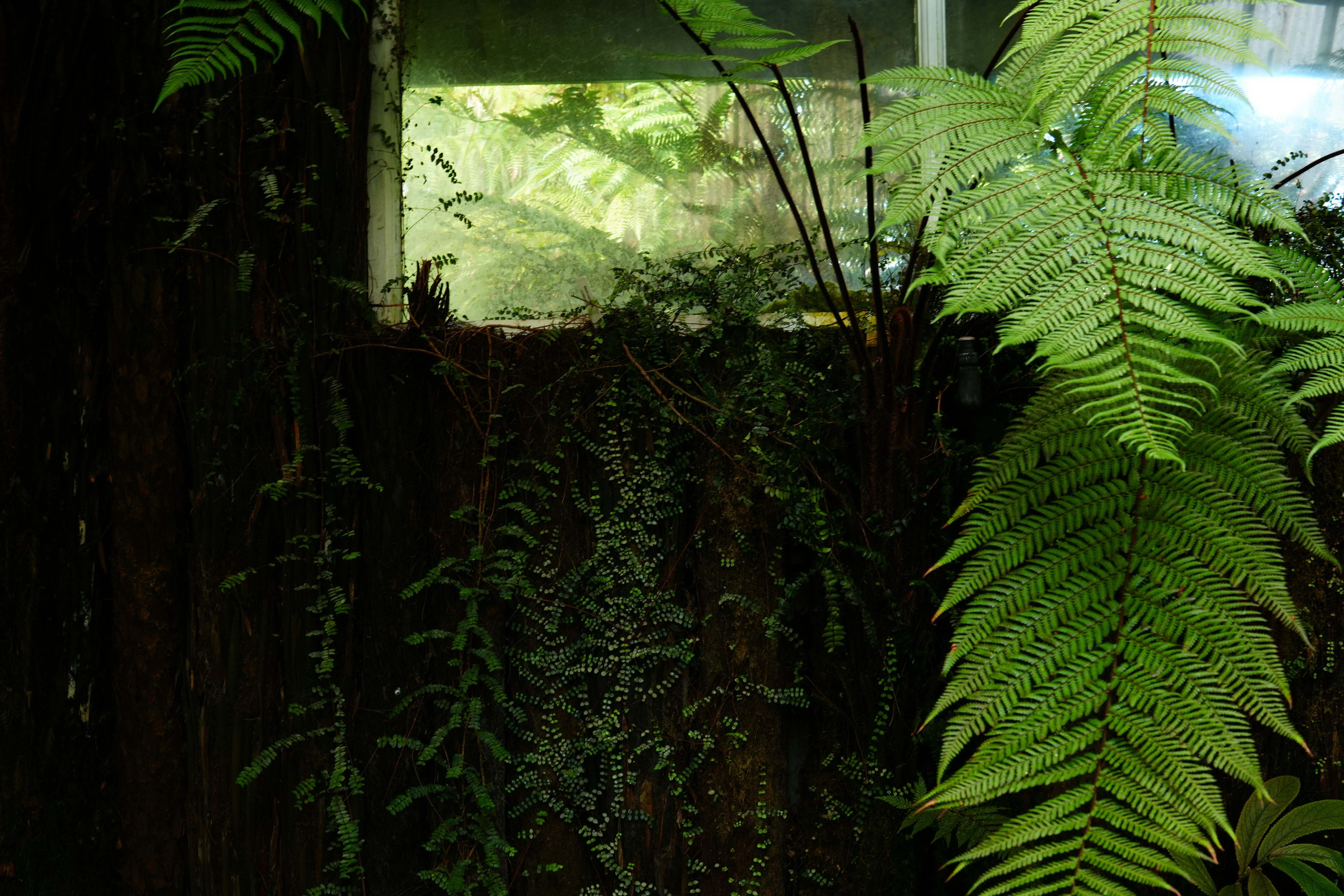 Emerald Passage: Ferns and Dappled Light in a Quiet Conservatory Niche