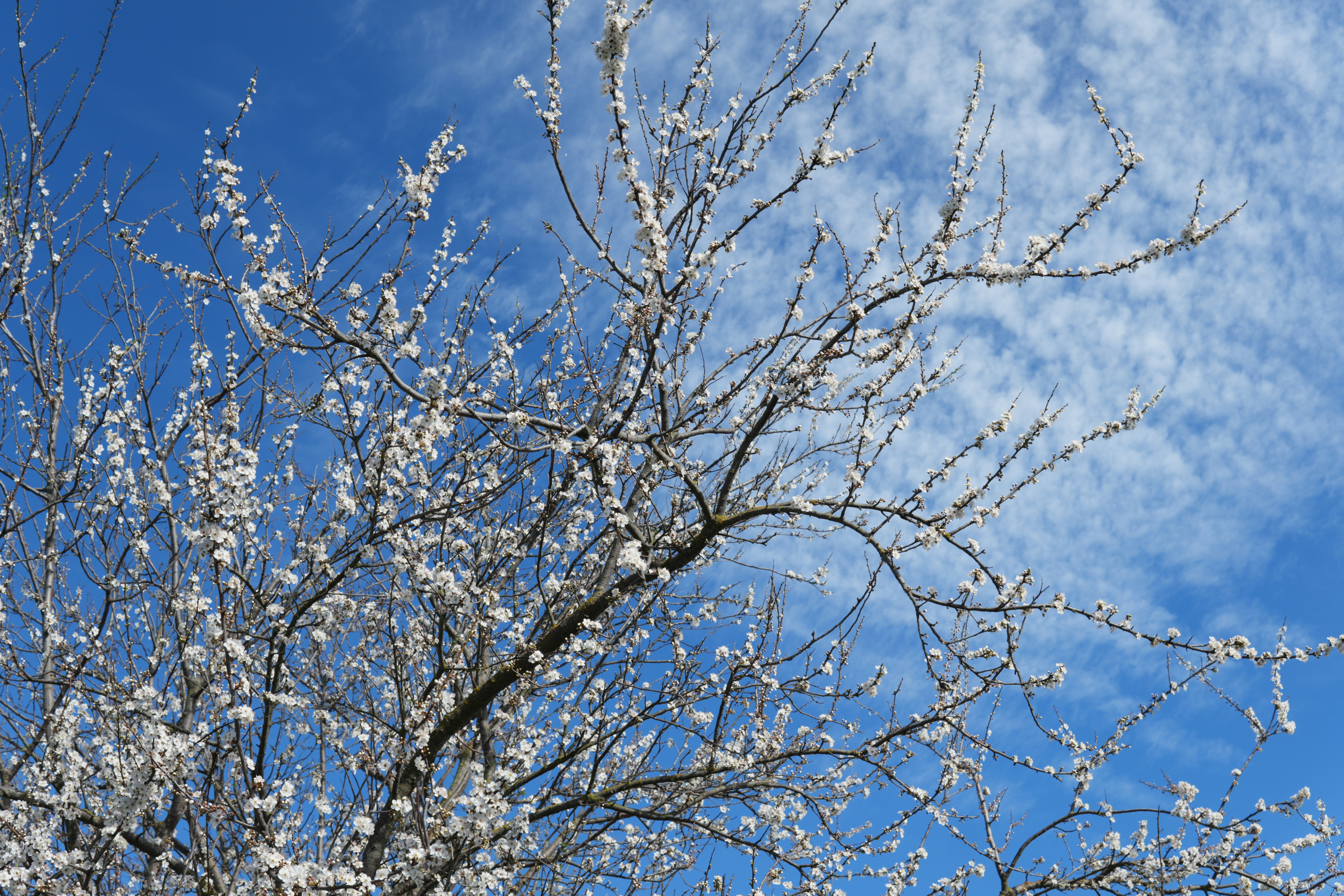 Blossoms Against a Clear Sky