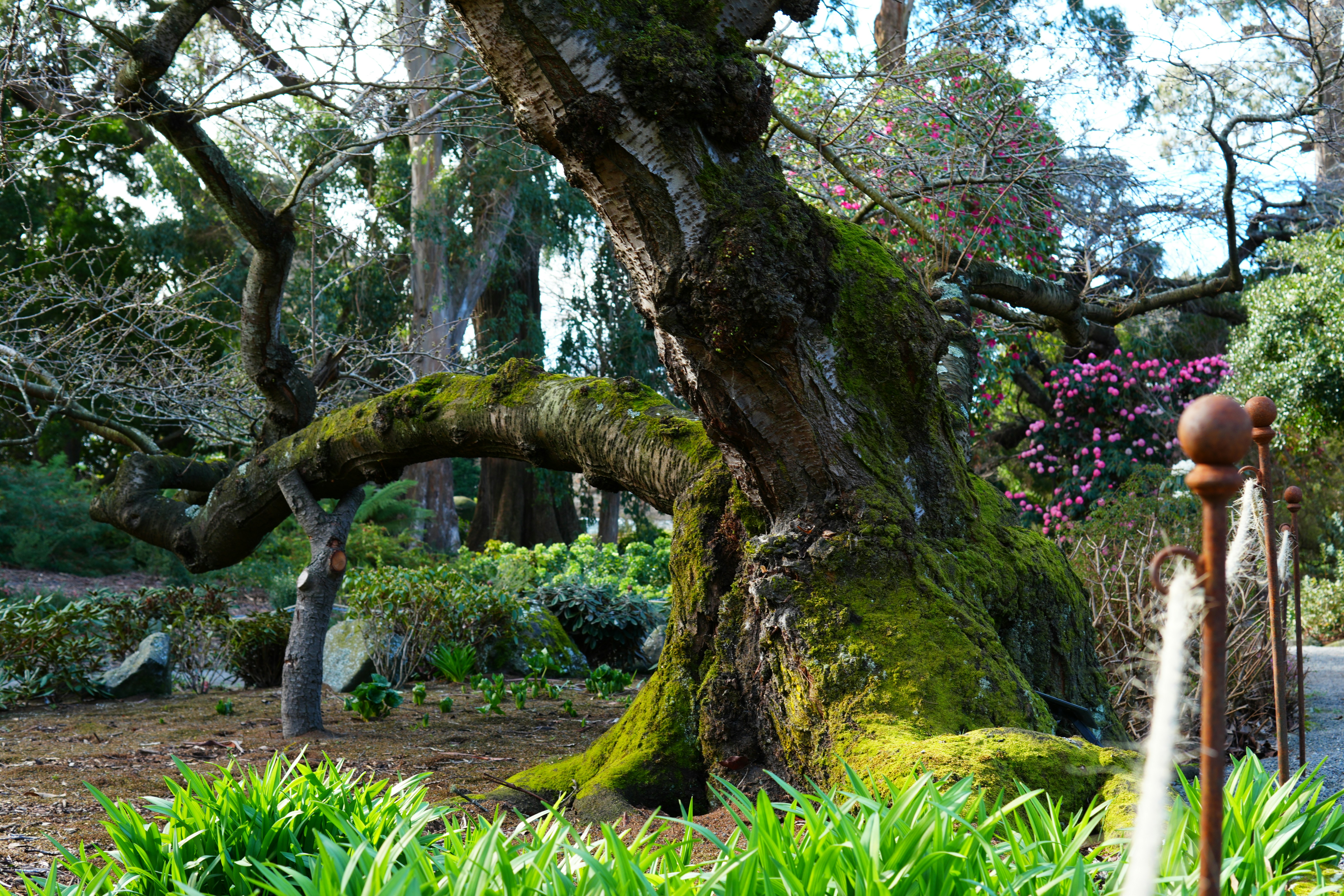 Ancient Arboreal Sentinel: Moss-Cloaked Gnarled Trunk in a Japanese Garden