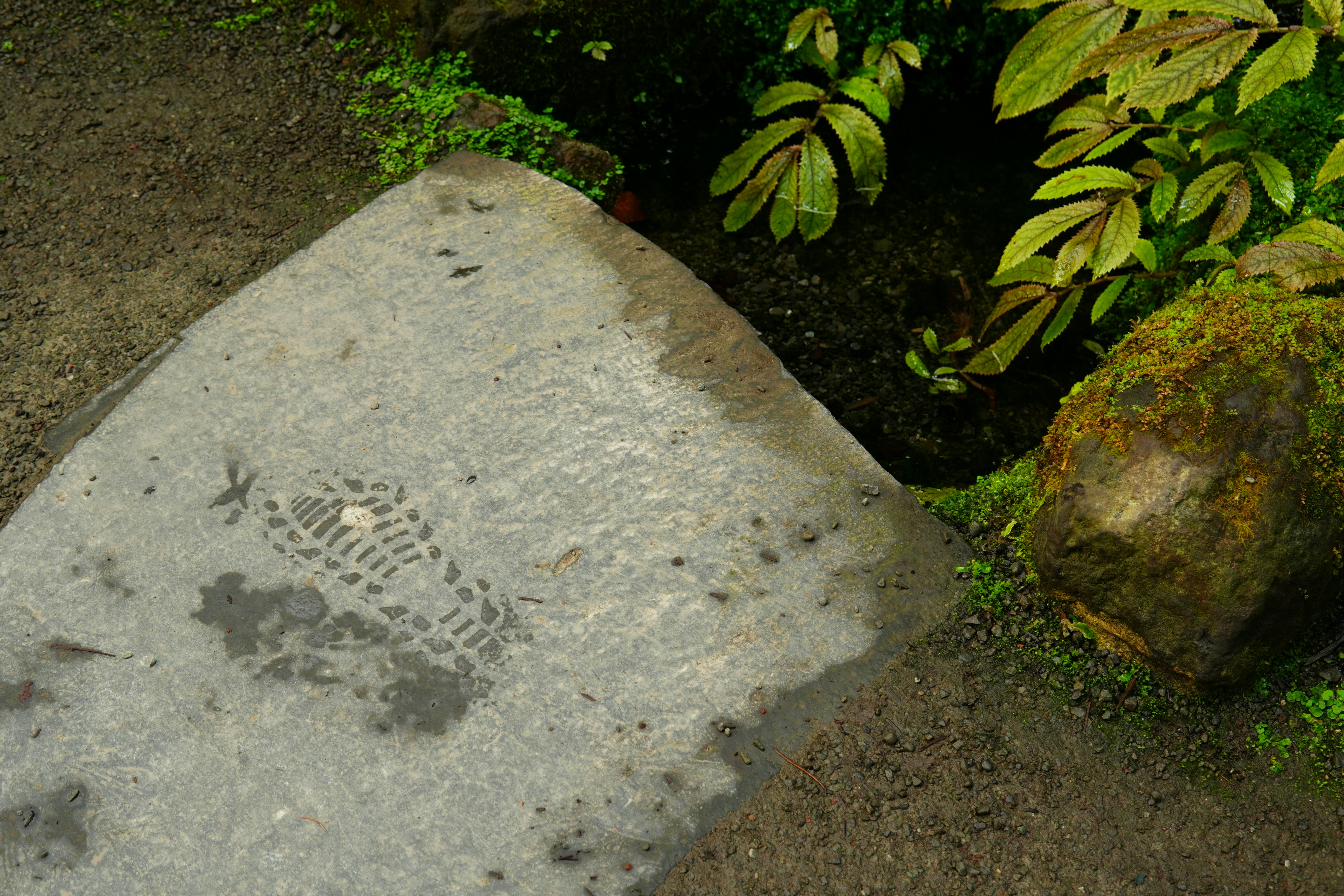 Footprint and Moss: A Quiet Step on Weathered Stone