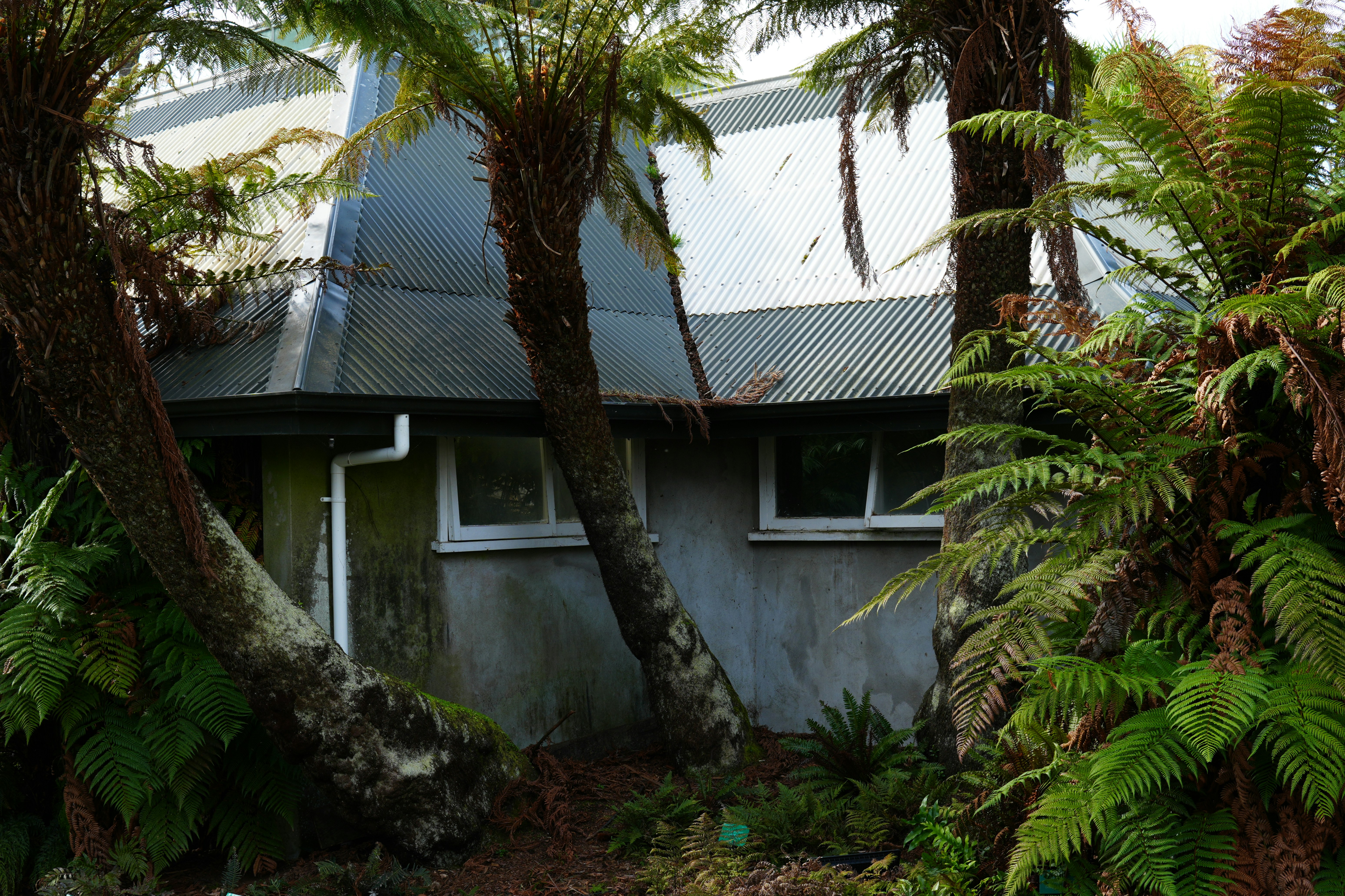 Overgrown Sanctuary: A Hidden House Framed by Ferns and Trunks