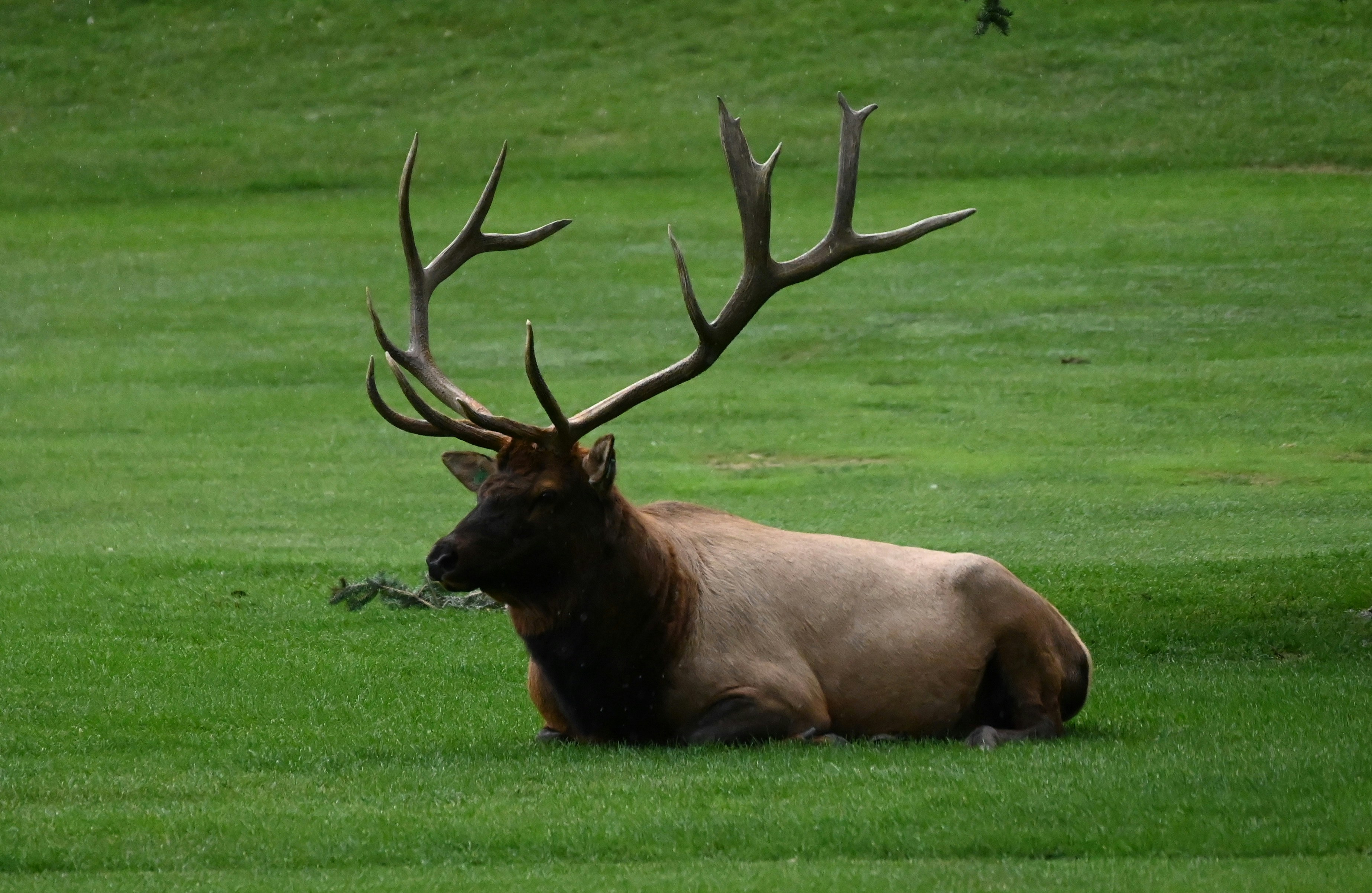 A mature elk rests on a lush green field, its antlers arcing upward as the scene centers on its calm profile. The setting emphasizes open grassland and soft natural light.