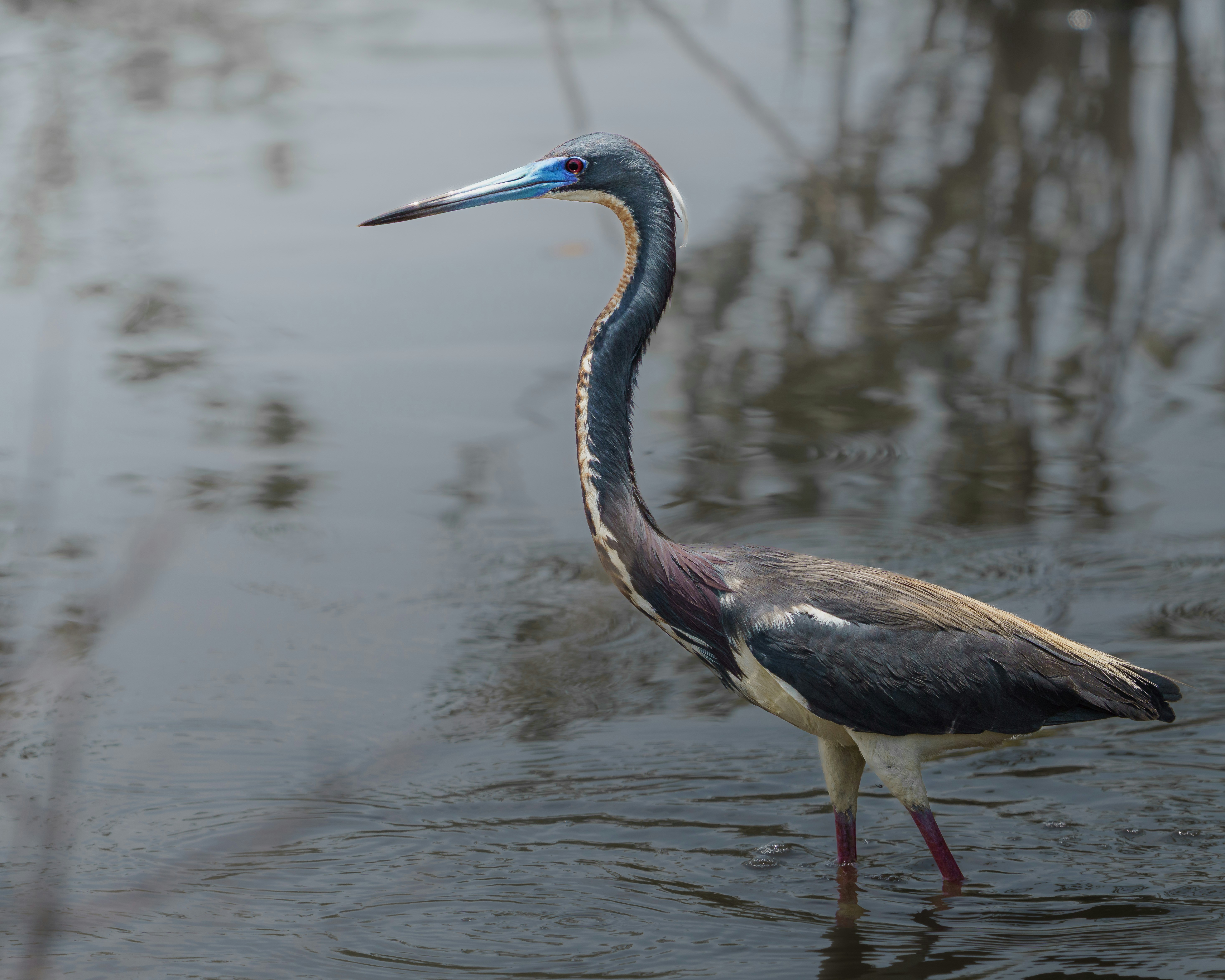 Heron in Still Waters: A Curved Neck at Dusk