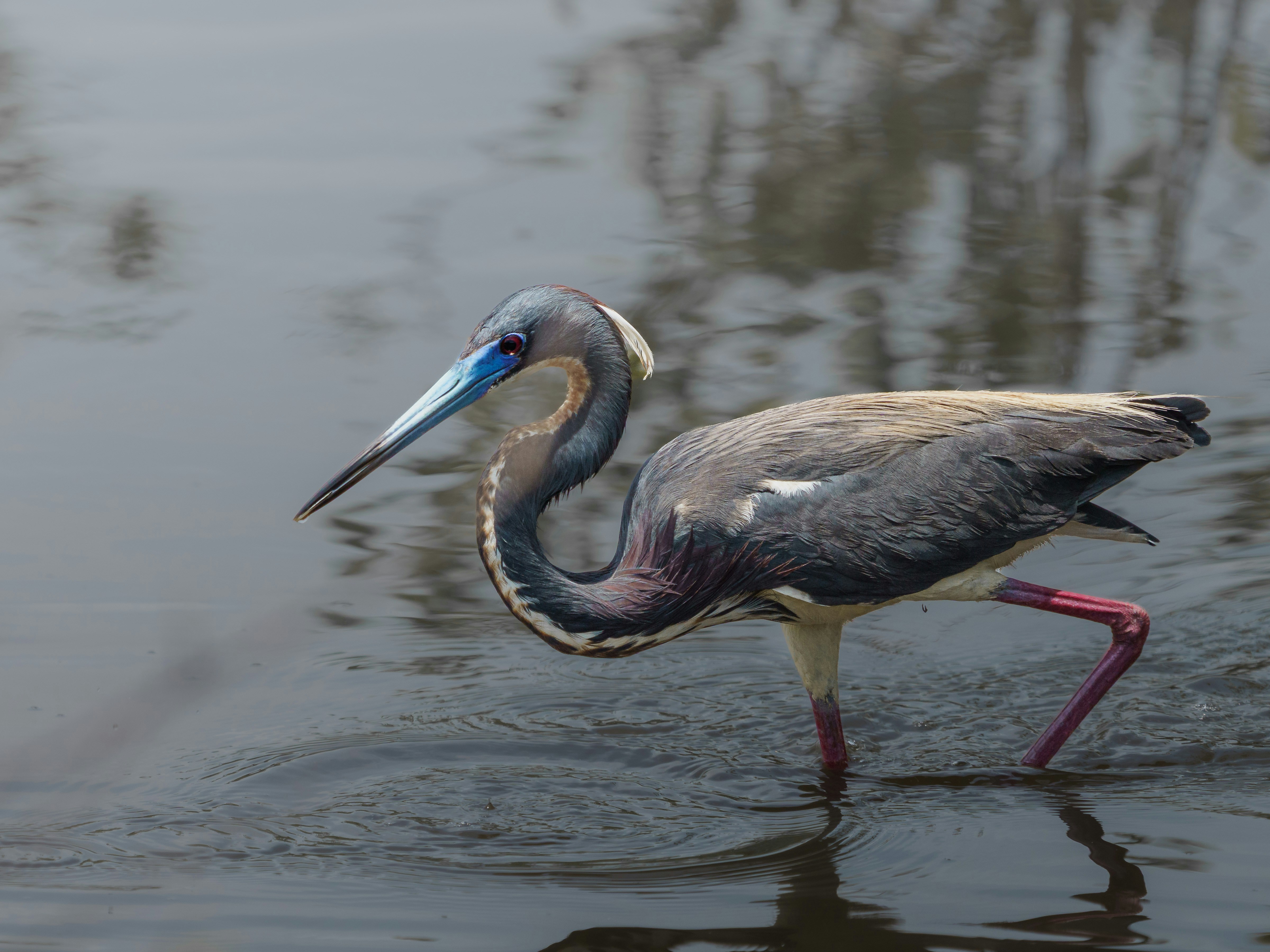 Graceful Stalking Crane in Water's Edge
