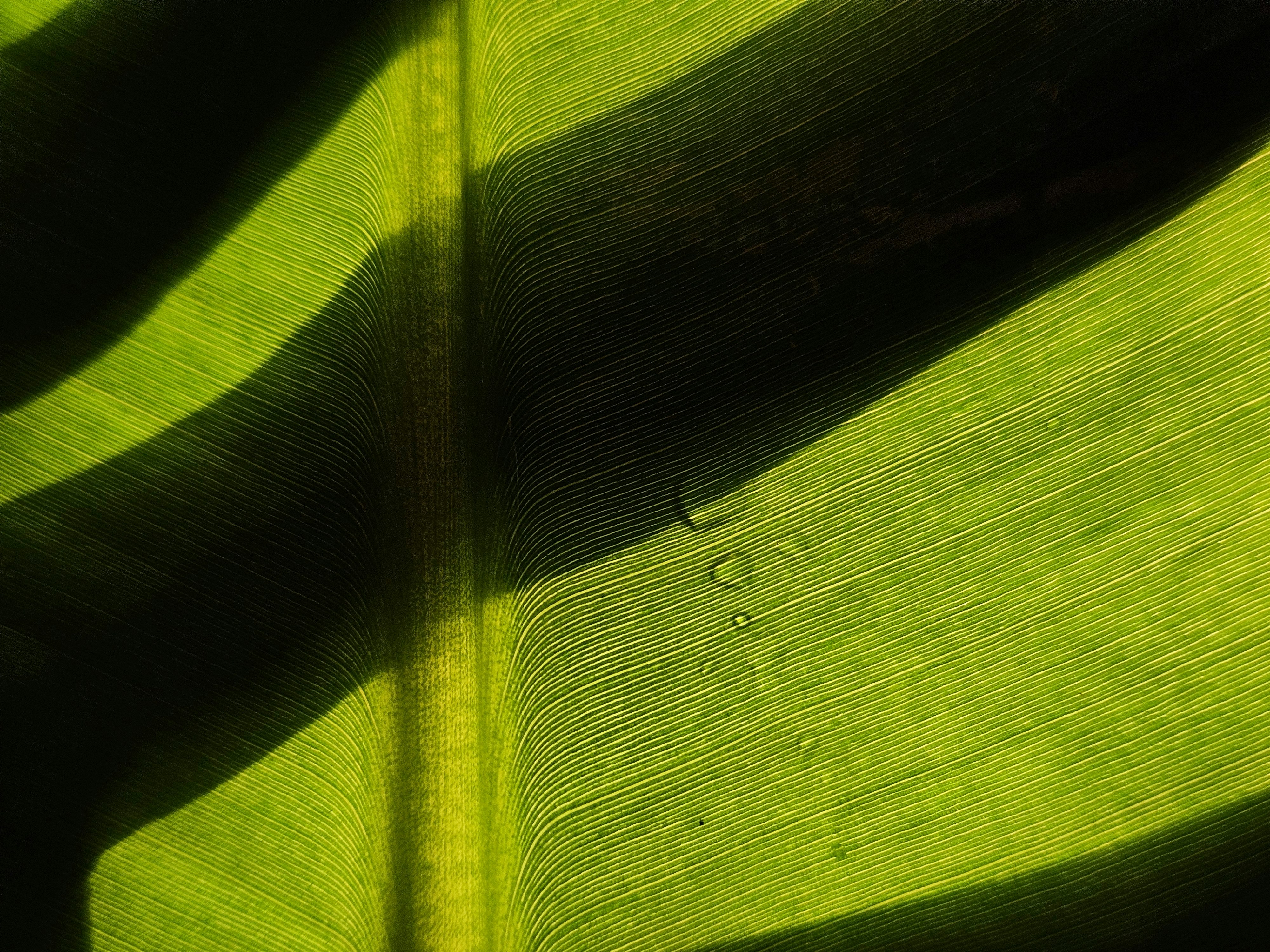 Sunlit Veins: a close-up of tropical leaf texture