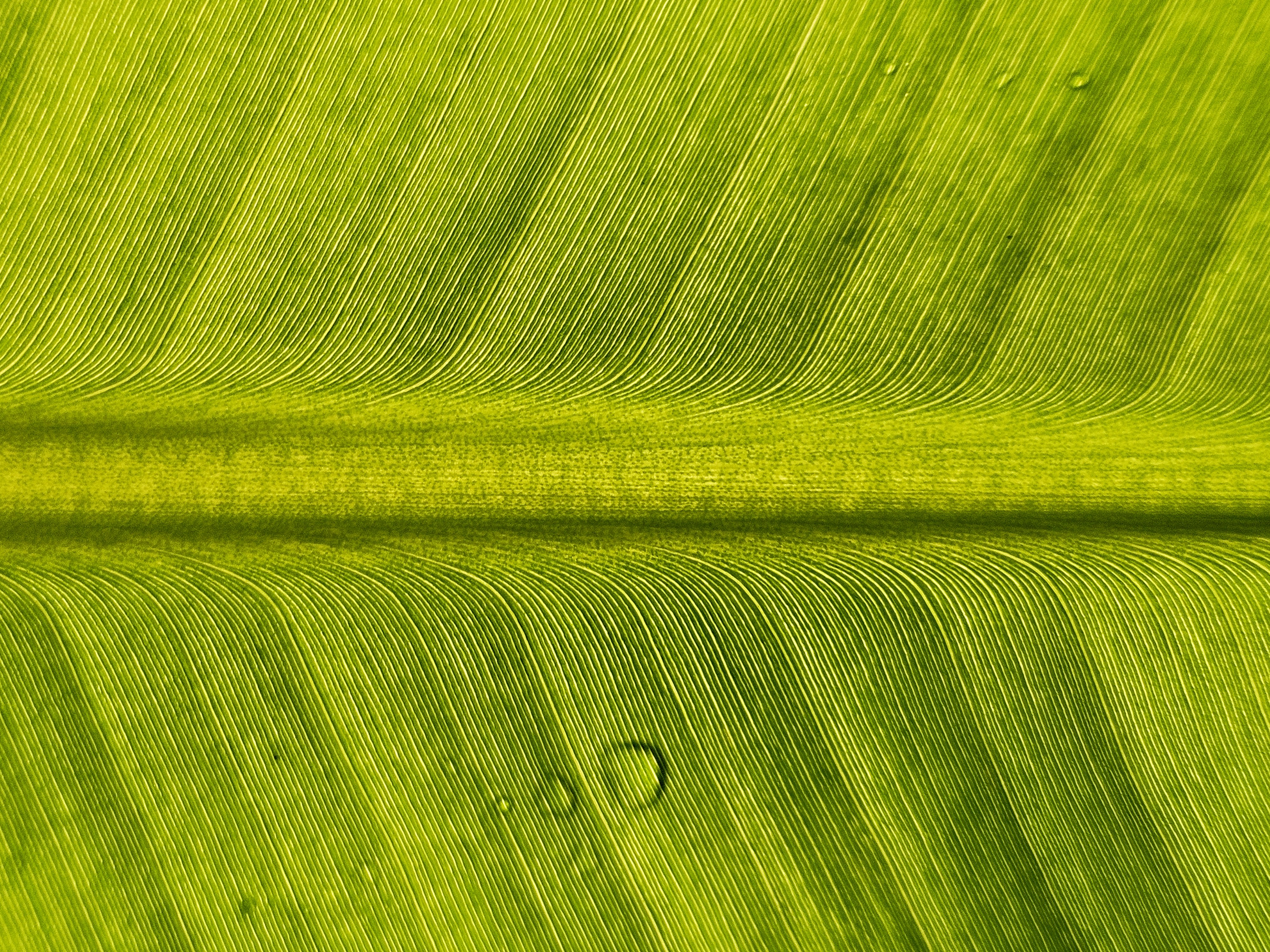Golden Veins: A Macro Study of Leaf Texture
