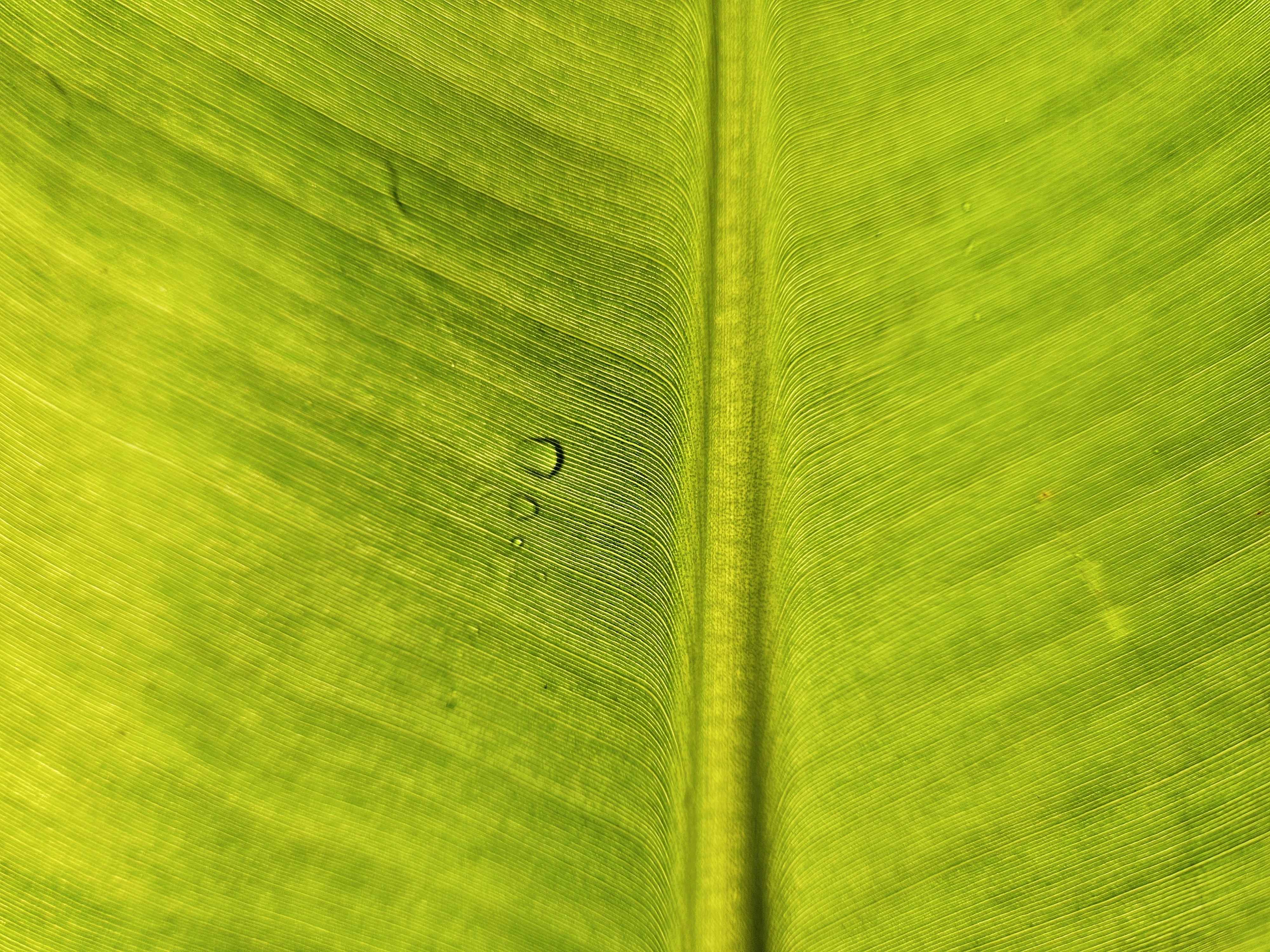 Macro view of a vibrant green leaf showing a central midrib and subtle secondary veins, highlighting texture and vein organization.
