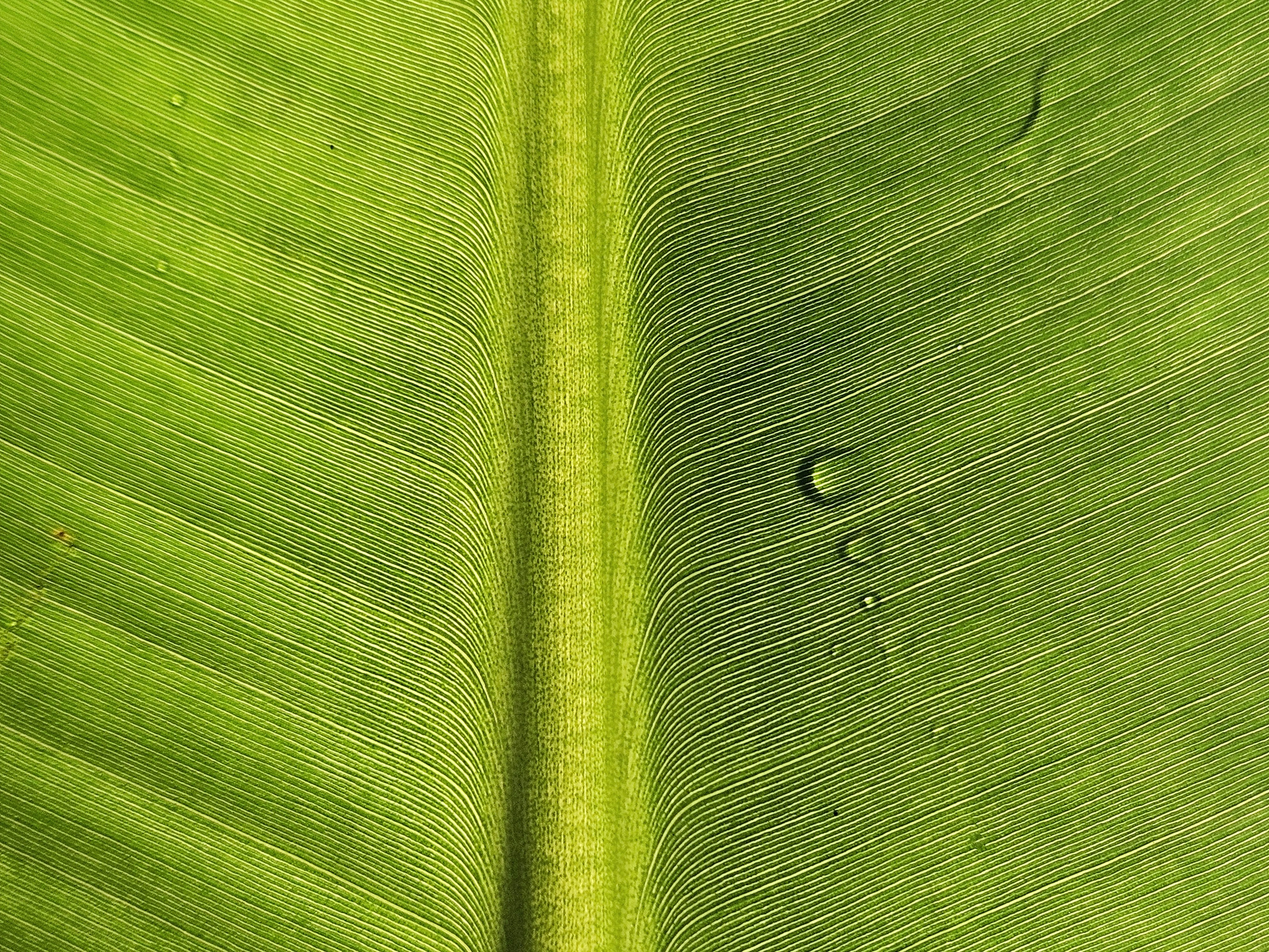 Central Vein: A Macro Study of Leaf Texture and Vein Structure